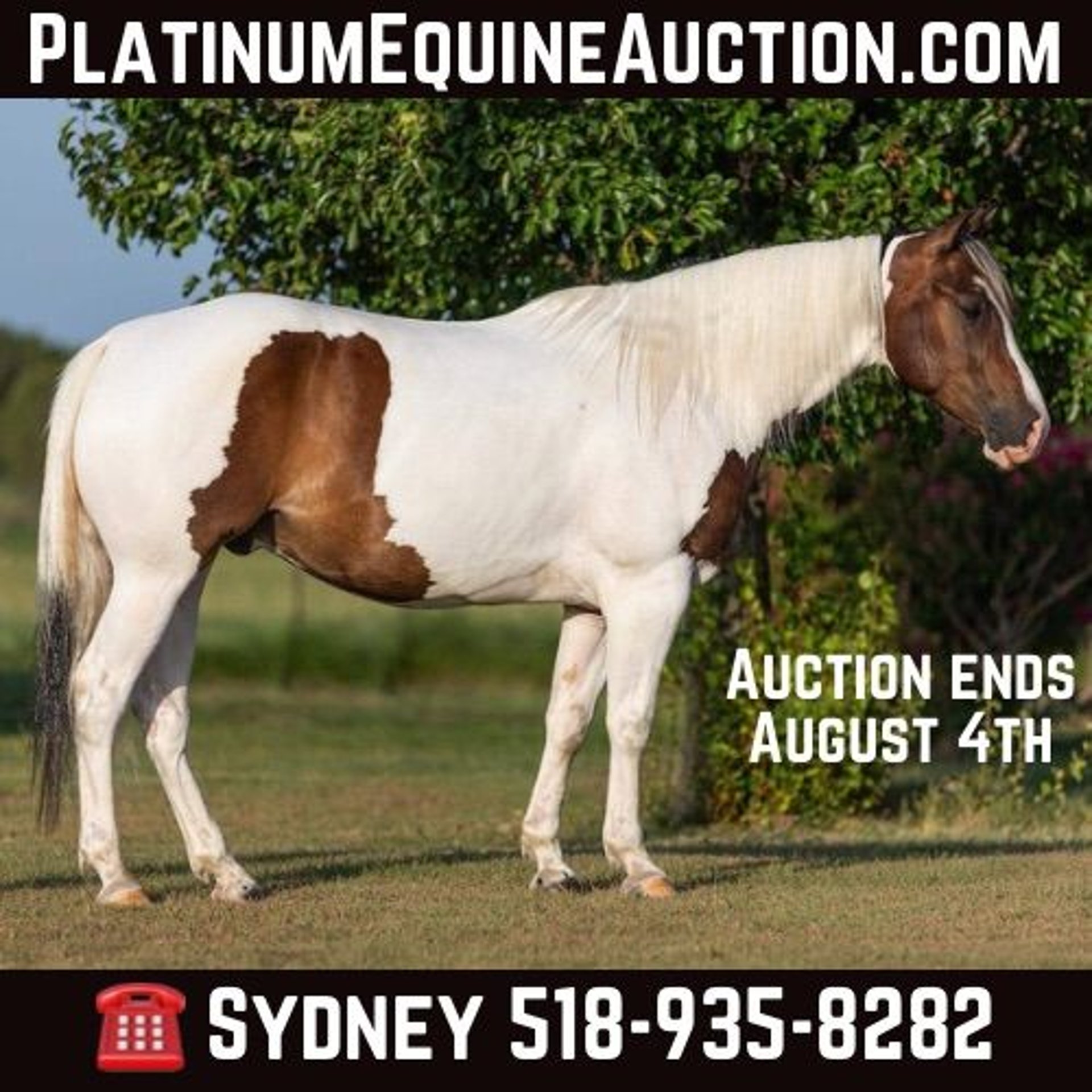 Paint Horse Wallach 8 Jahre 152 cm Tobiano-alle-Farben in Granbury TX