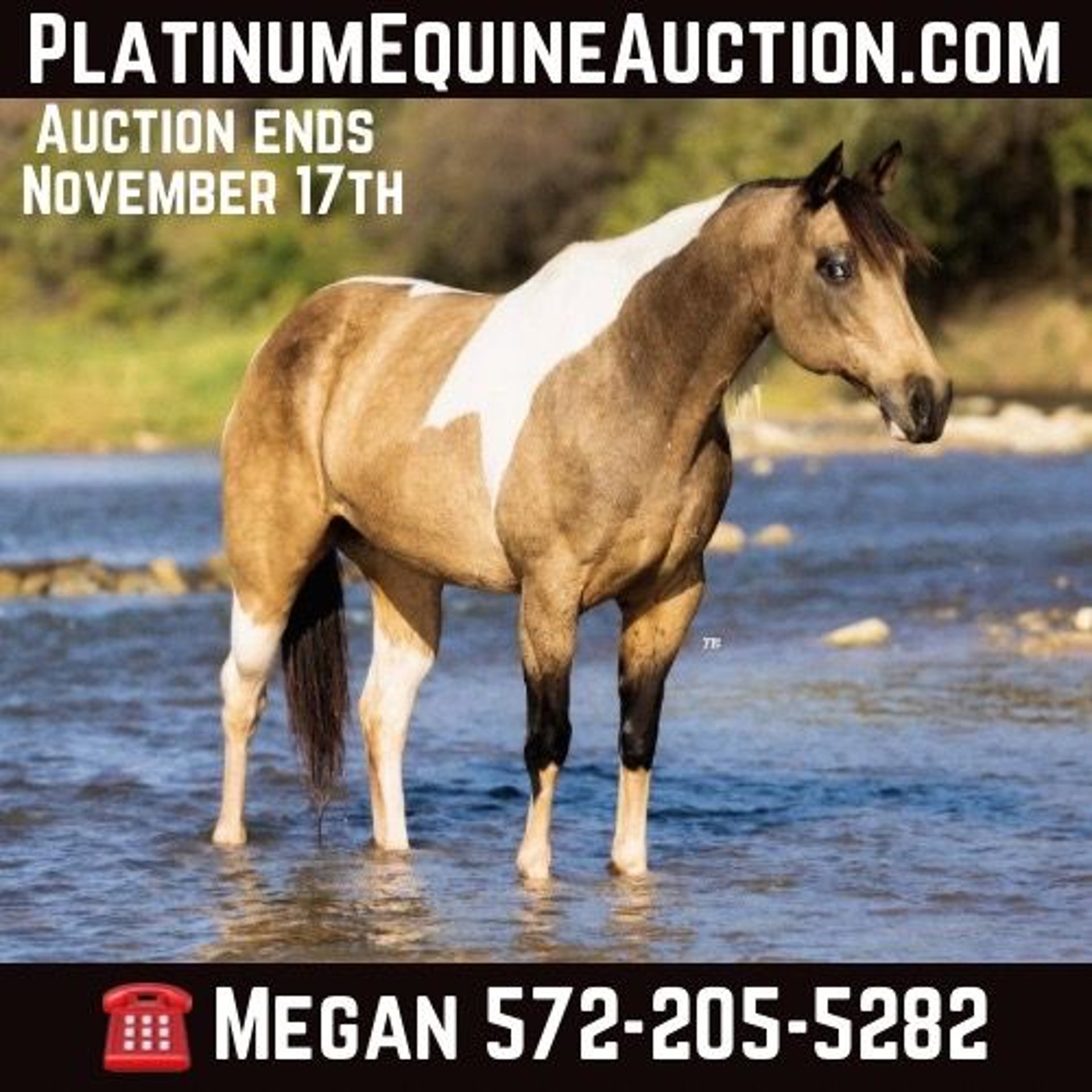 Caballo cuarto de milla Yegua 9 años Buckskin/Bayo in Guthrie OK