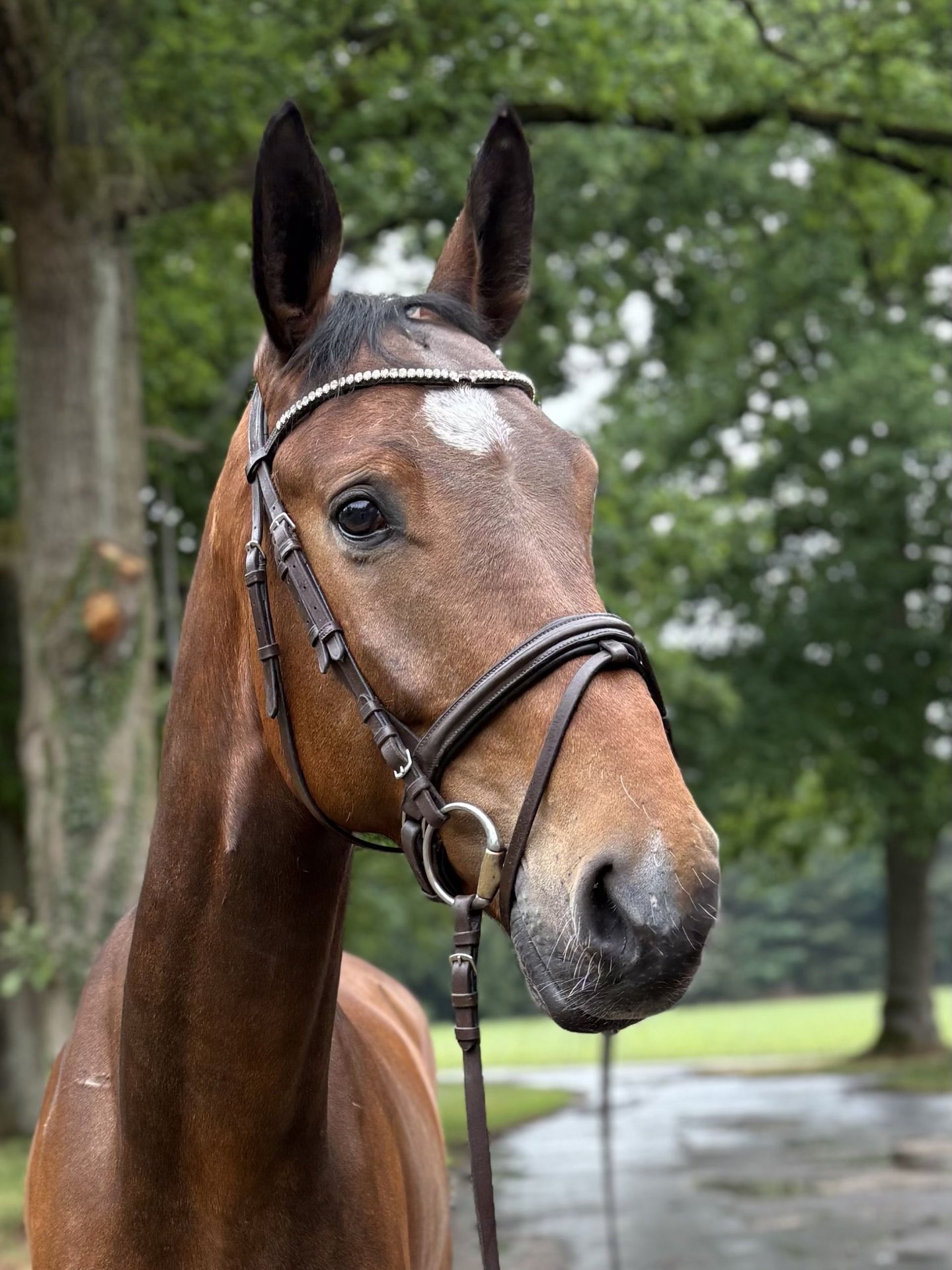 Oldenburger Springpferd Wallach 7 Jahre 173 cm Brauner in Versmold