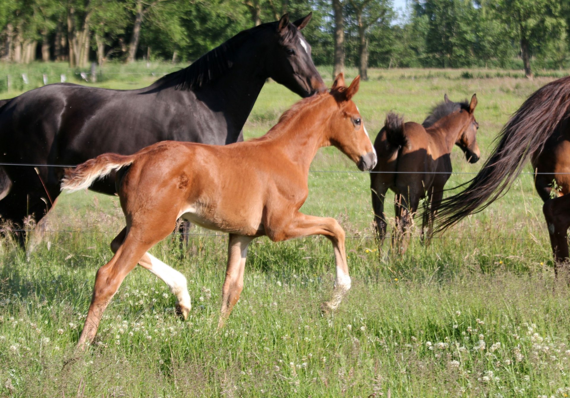 Hanoverian Stallion 16,3 hh Chestnut-Red in Kutenholz