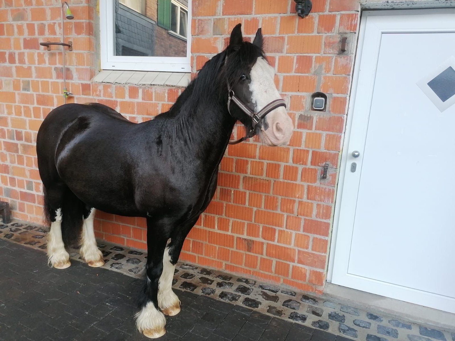 Gypsy Horse Mix Mare 10 years 13 hh Black in Büdingen