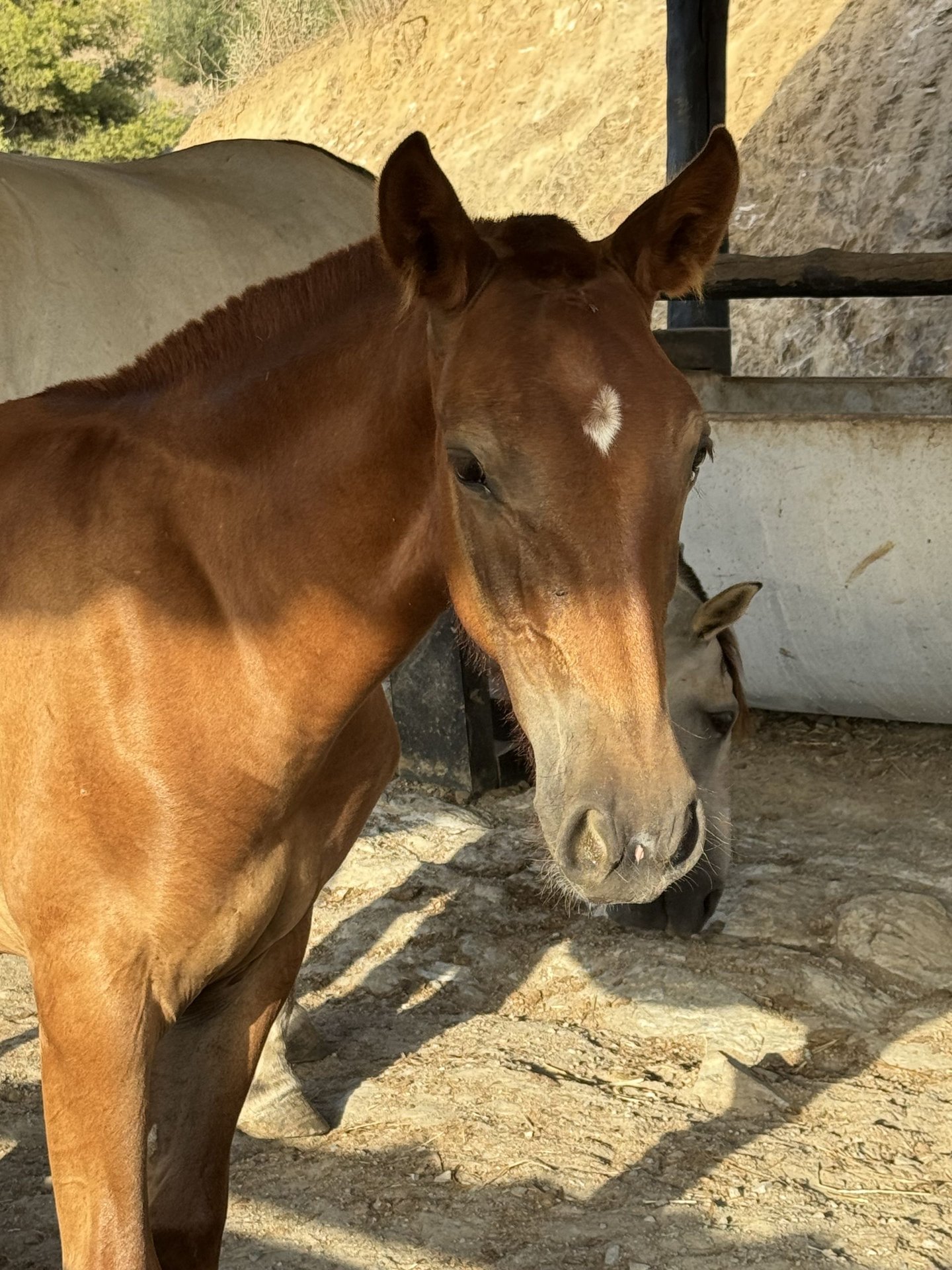 PRE Mix Mare 1 year 16,1 hh Chestnut-Red in Malaga