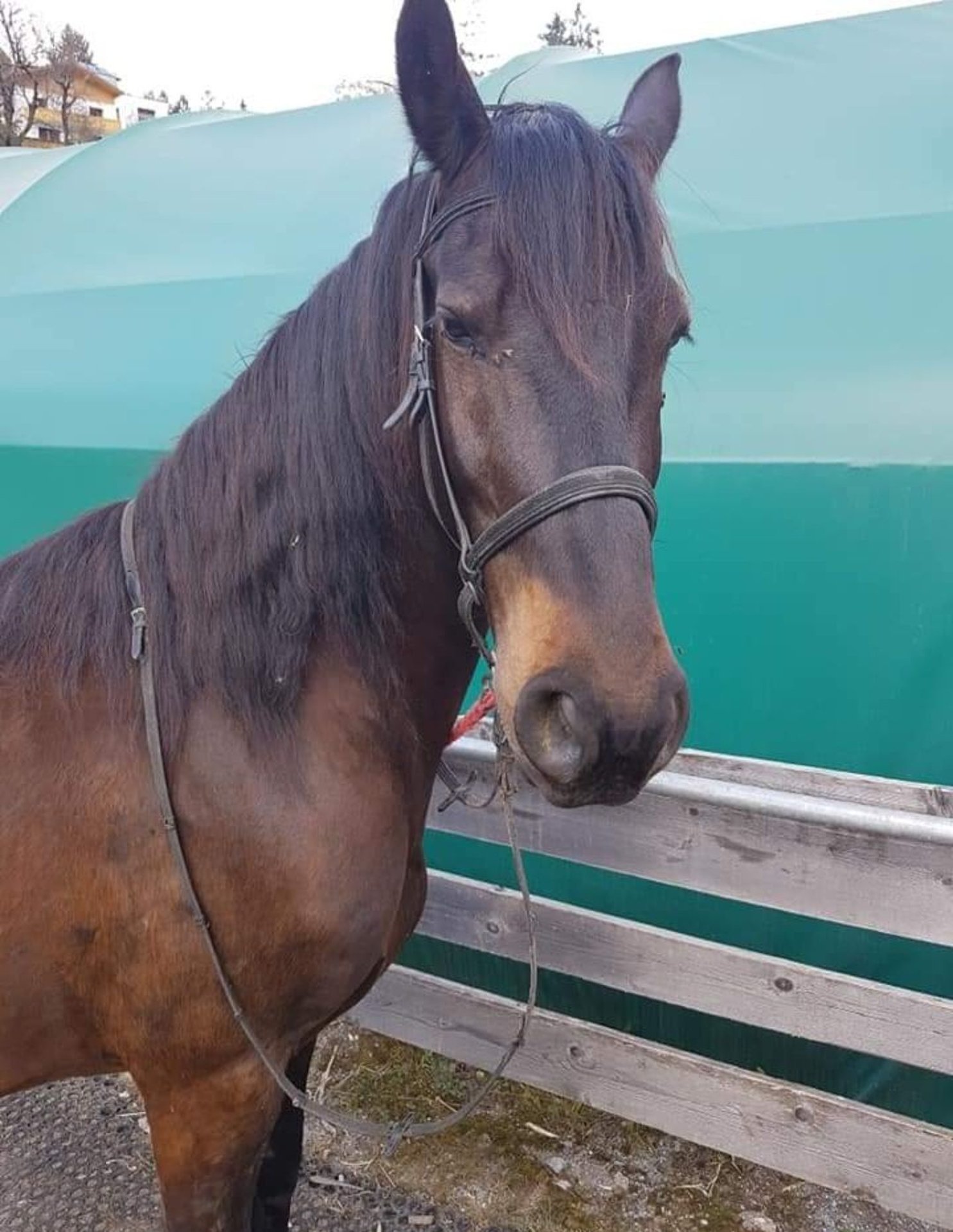 Friesian horses Mix Gelding 10 years 16 hh Bay-Dark in Imst
