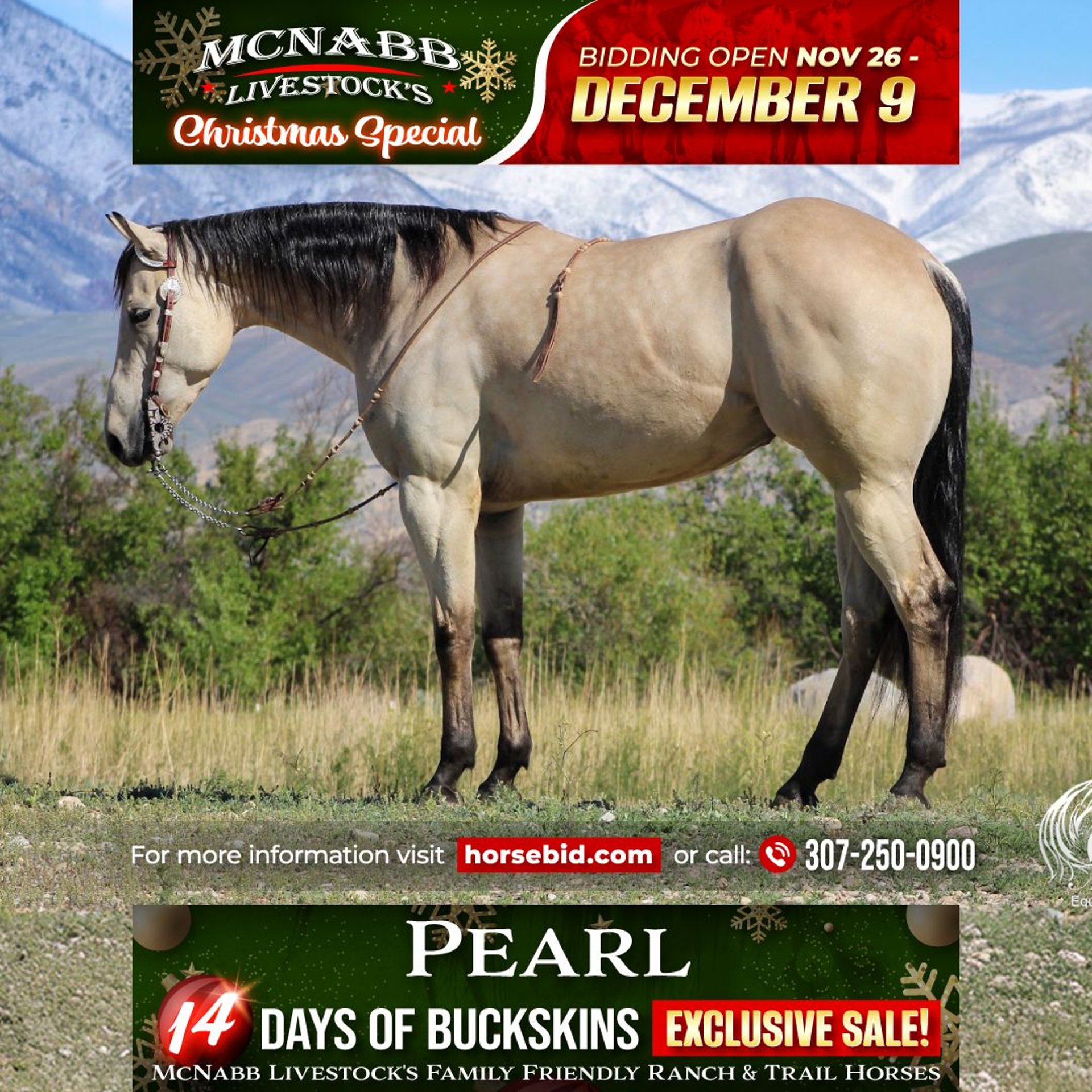 American Quarter Horse Mare 4 years 14,3 hh Buckskin in Cody