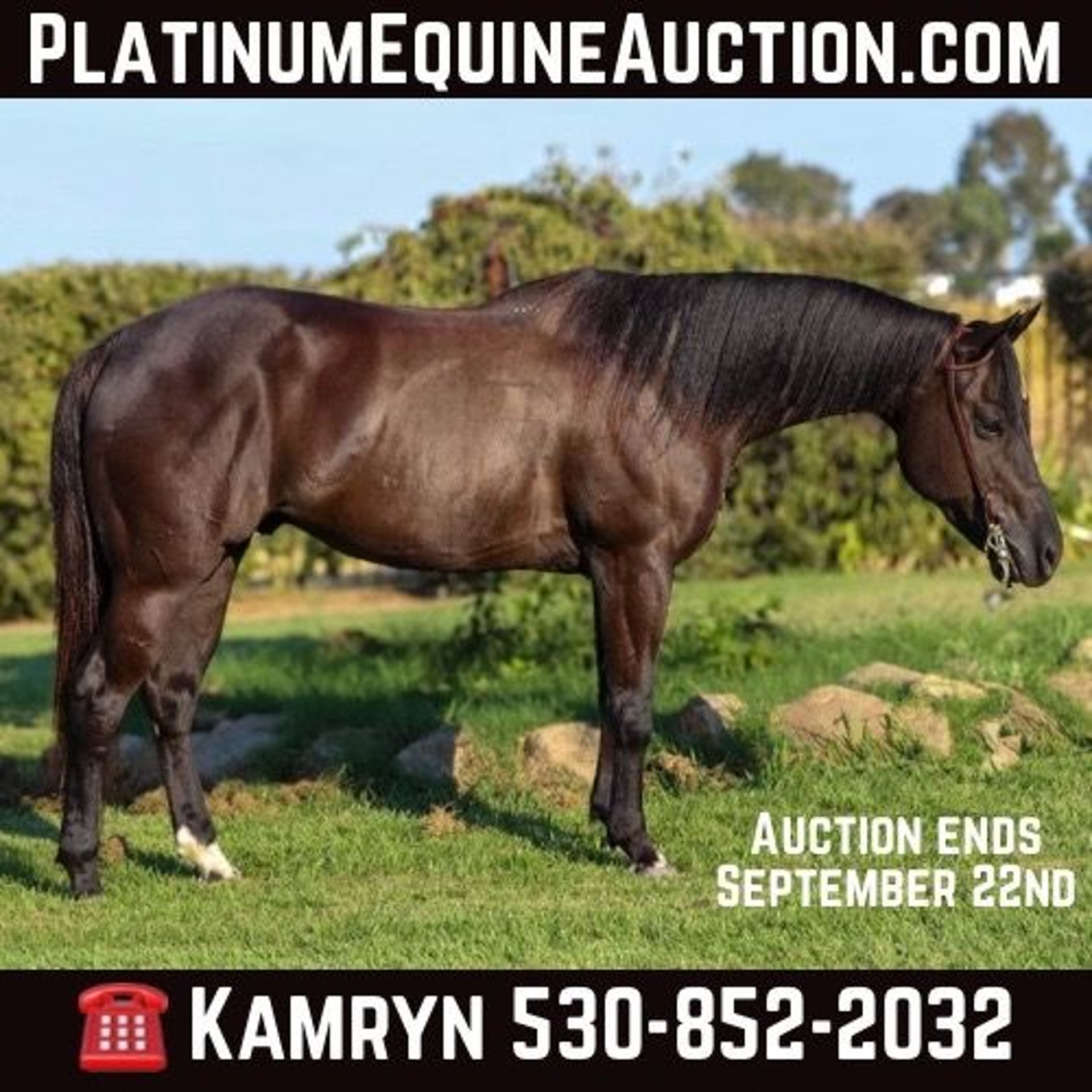American Quarter Horse Gelding 11 years 14,2 hh Black in Pleasant Grove CA