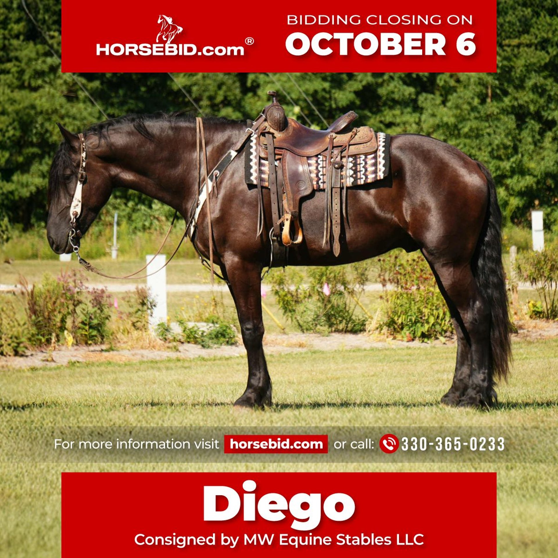 Friesian horses Mix Gelding 6 years 17,2 hh Black in Fresno