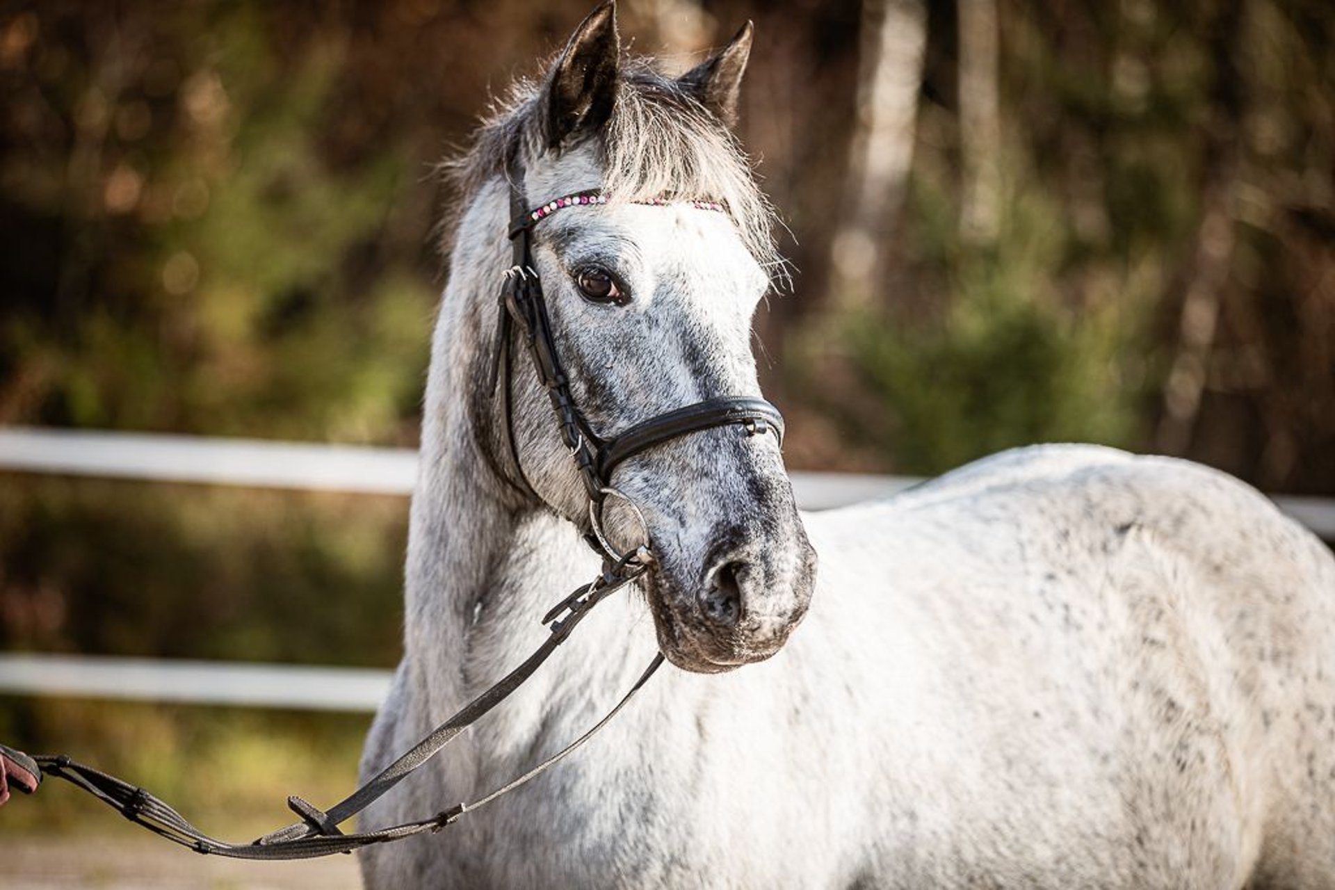 Más ponis/caballos pequeños Yegua 15 años 135 cm Tordo in Velden