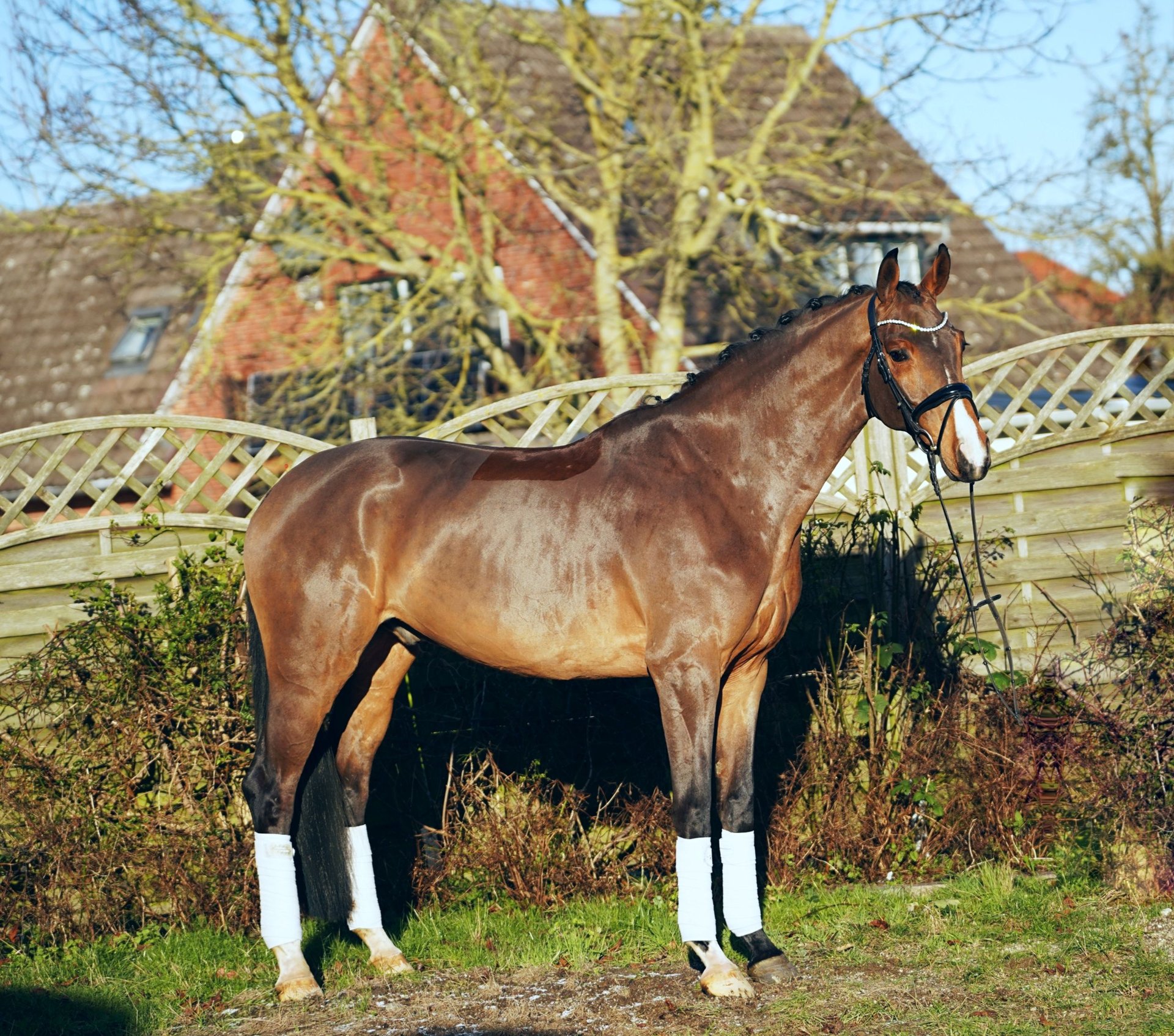 Hanoverian Gelding 6 years 16,2 hh Brown in Hohenfelde