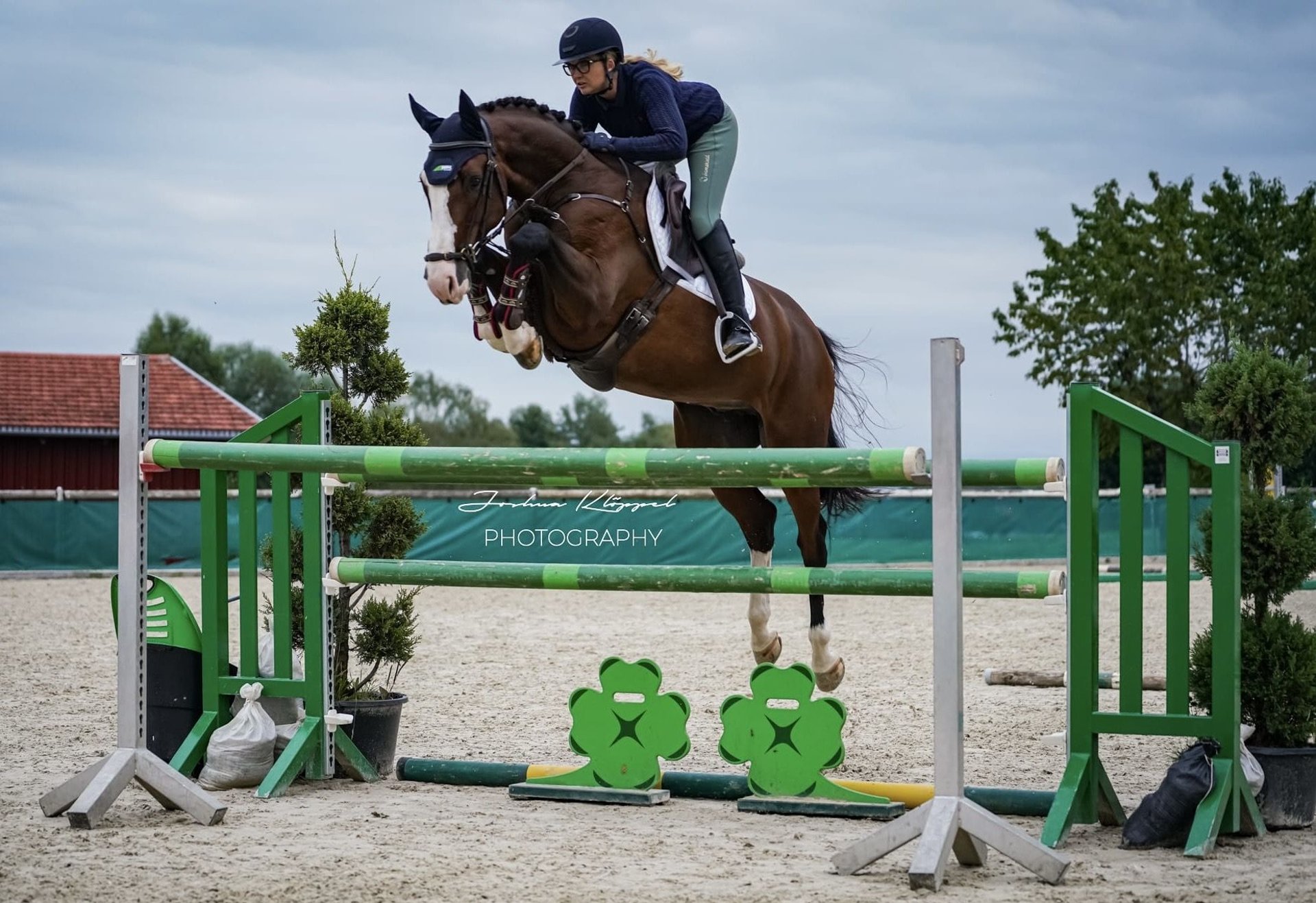 Holsteiner Valack 6 år 168 cm Brun in Altusried