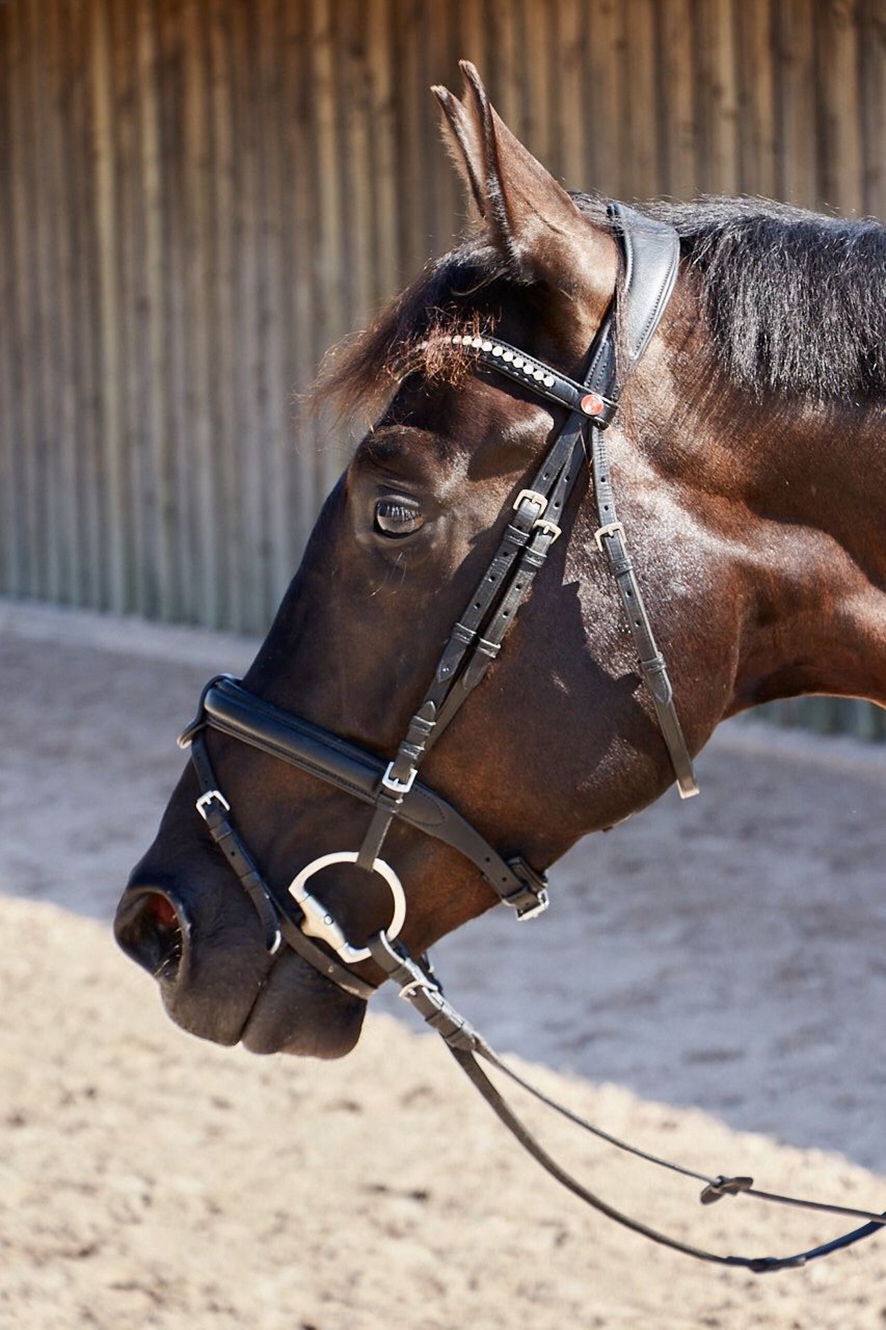 German Sport Horse Gelding 8 years 16 hh Smoky-Black in Meckenbeuren