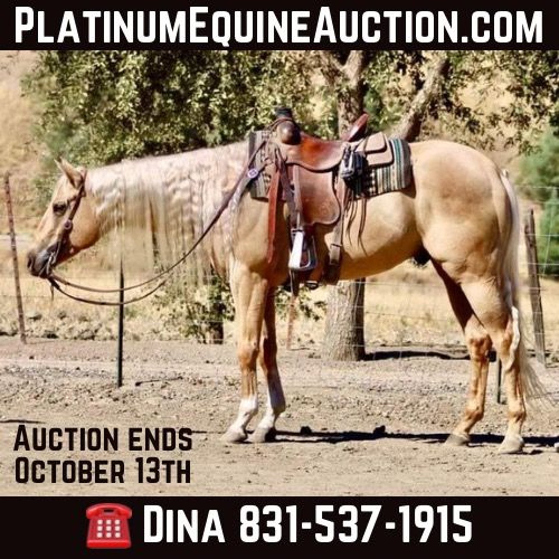 Paint Horse Gelding 5 years 15,2 hh Palomino in Paicines CA