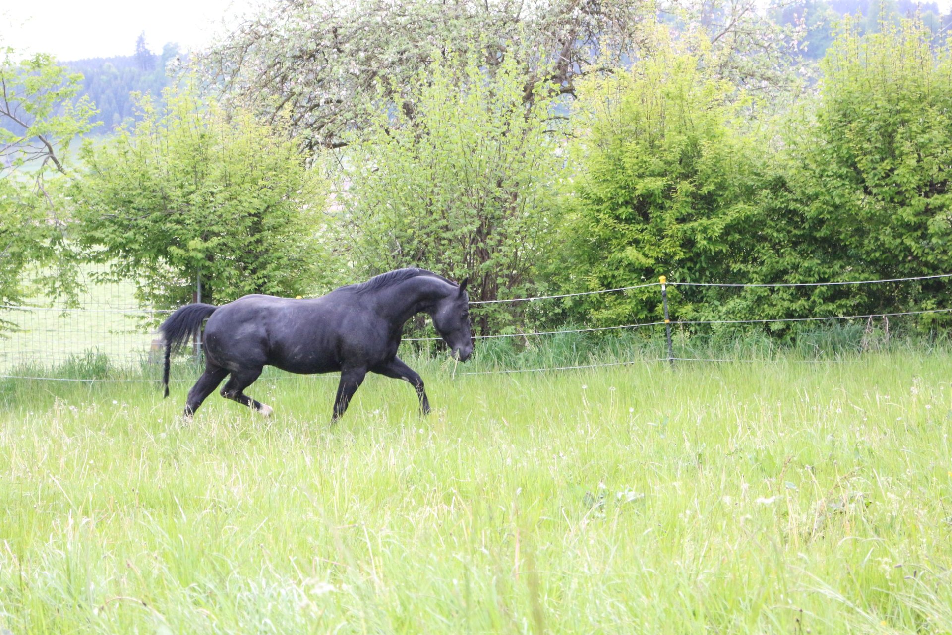 ACDC SPARKLING American Quarter Horse Stallone Morello in Kaltental