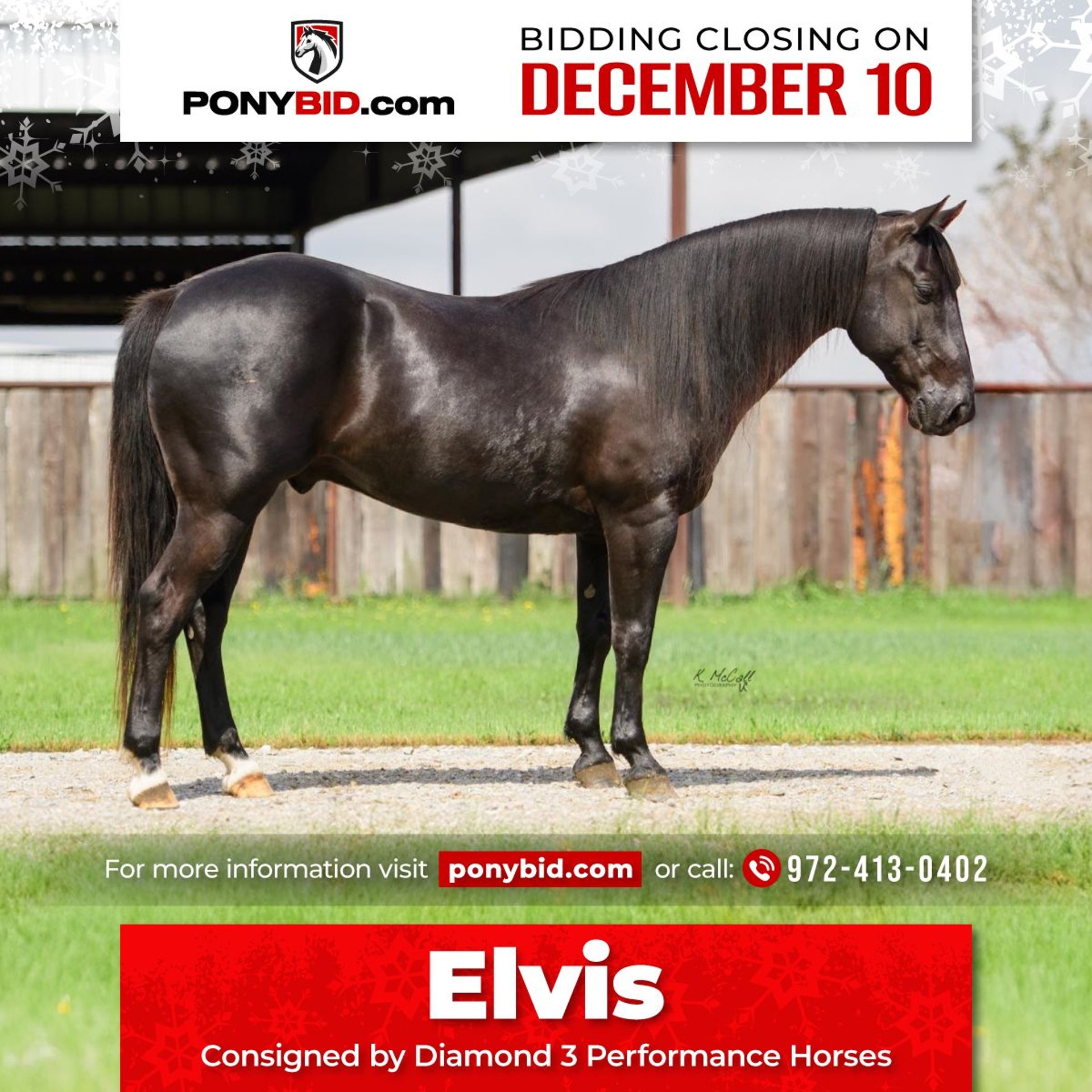 Friesian horses Mix Gelding 8 years 13,2 hh Black in Ravenna