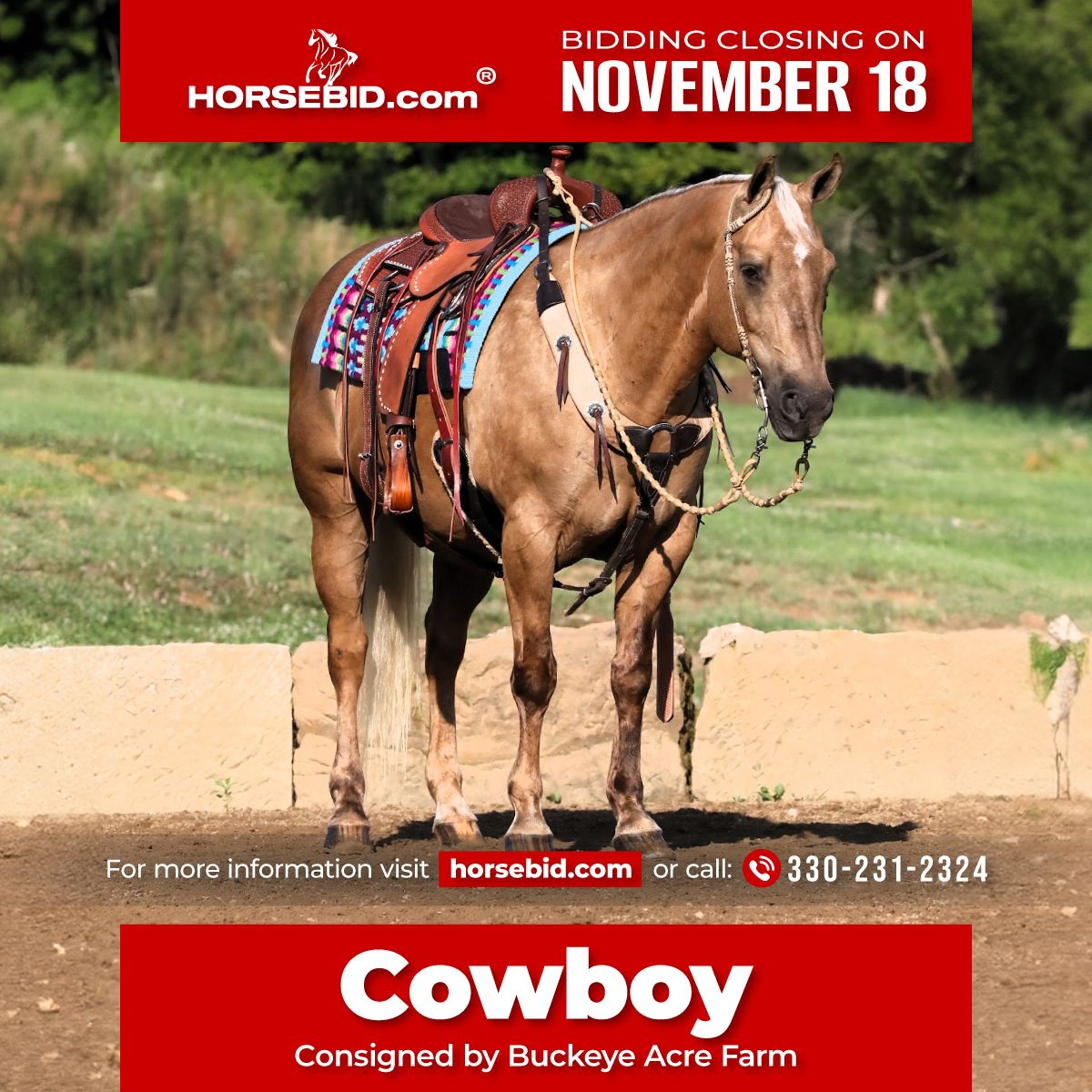 Quarter horse américain Hongre 12 Ans 152 cm Palomino in Millersburg, OH