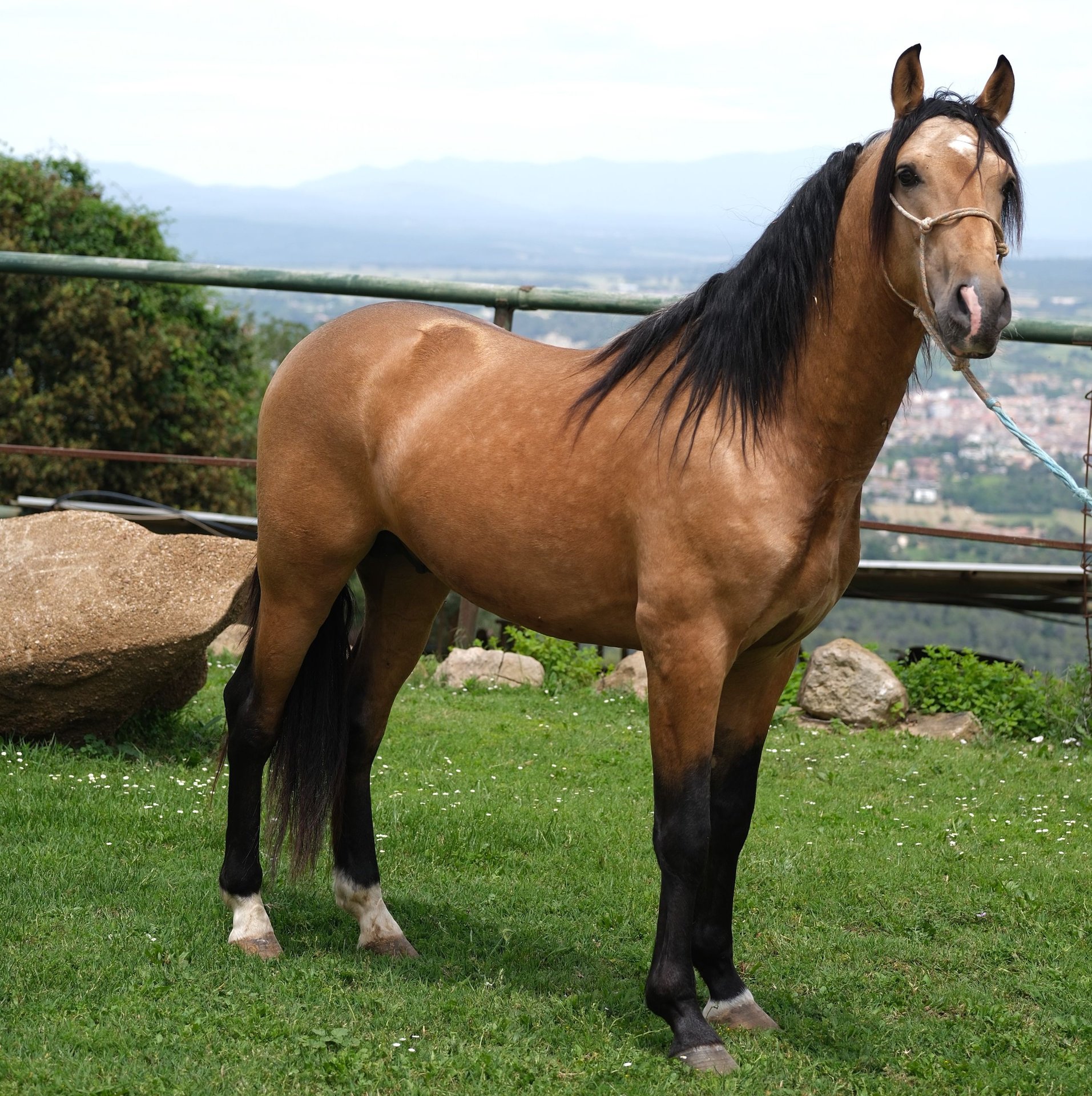 PRE Mix Hengst 4 Jahre 160 cm Falbe in Hamburg