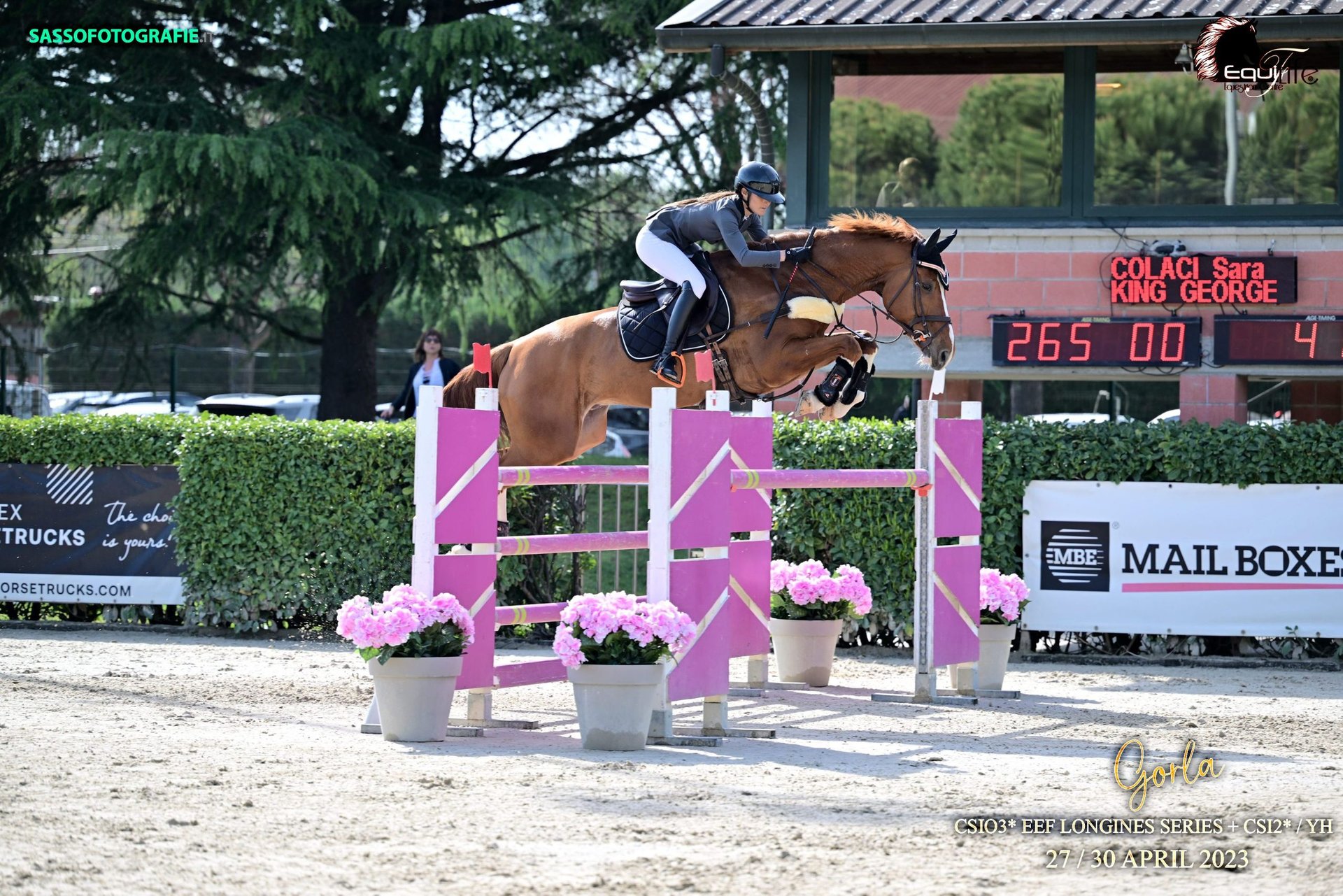 Sella Italiano Castrone 9 Anni 175 cm Sauro in Hamm