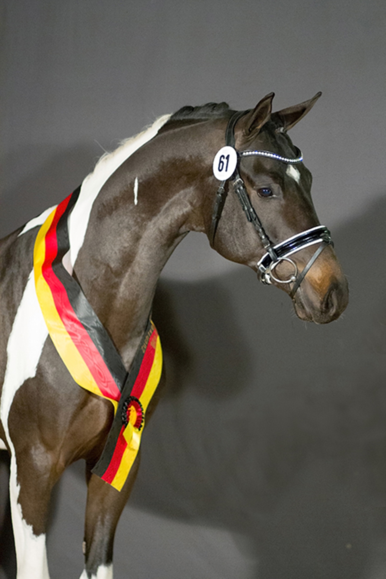 Deutsches Reitpferd Hengst Schecke in Etgersleben
