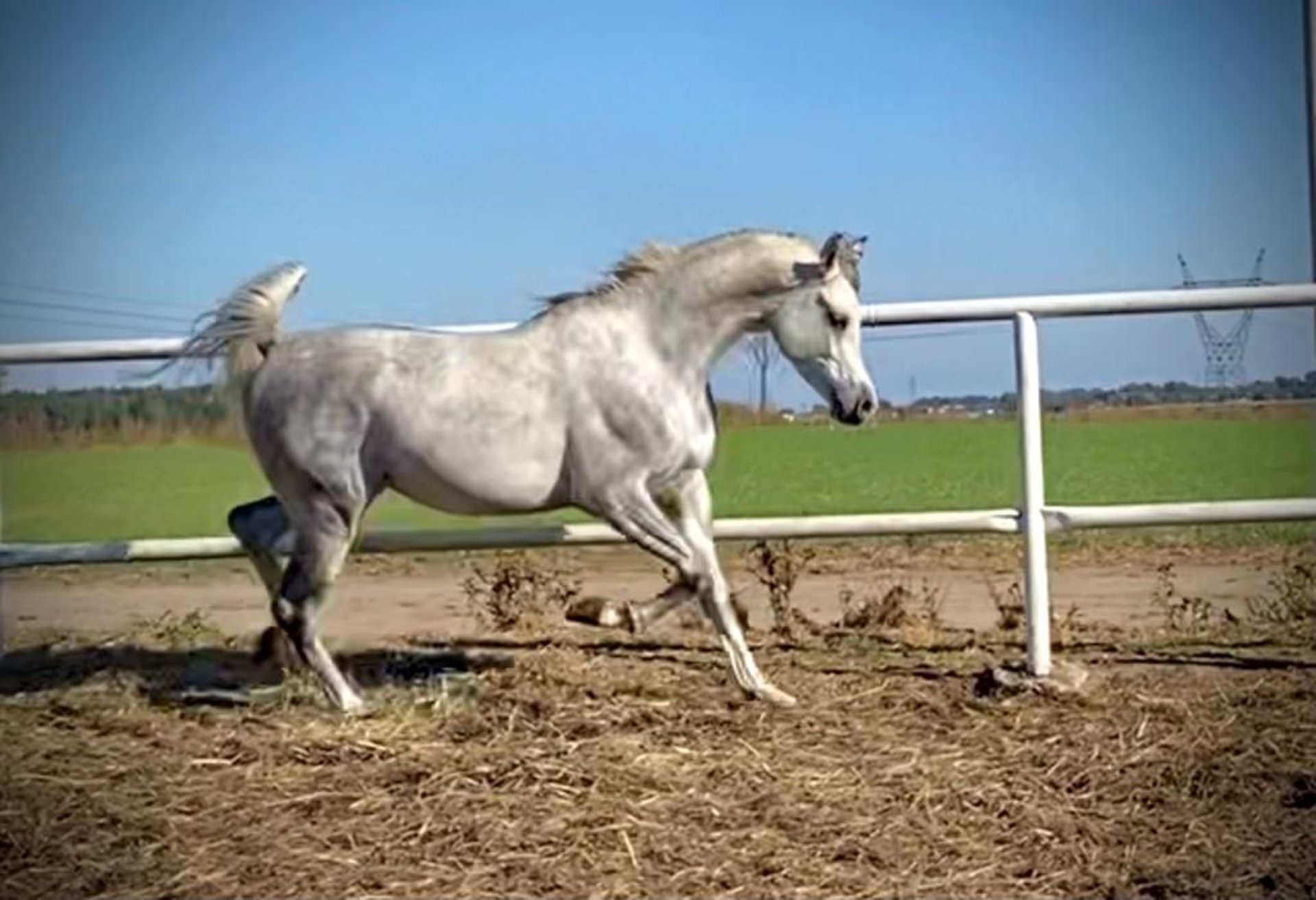 Arabiskt fullblod Hingst 4 år Grå in Poznań