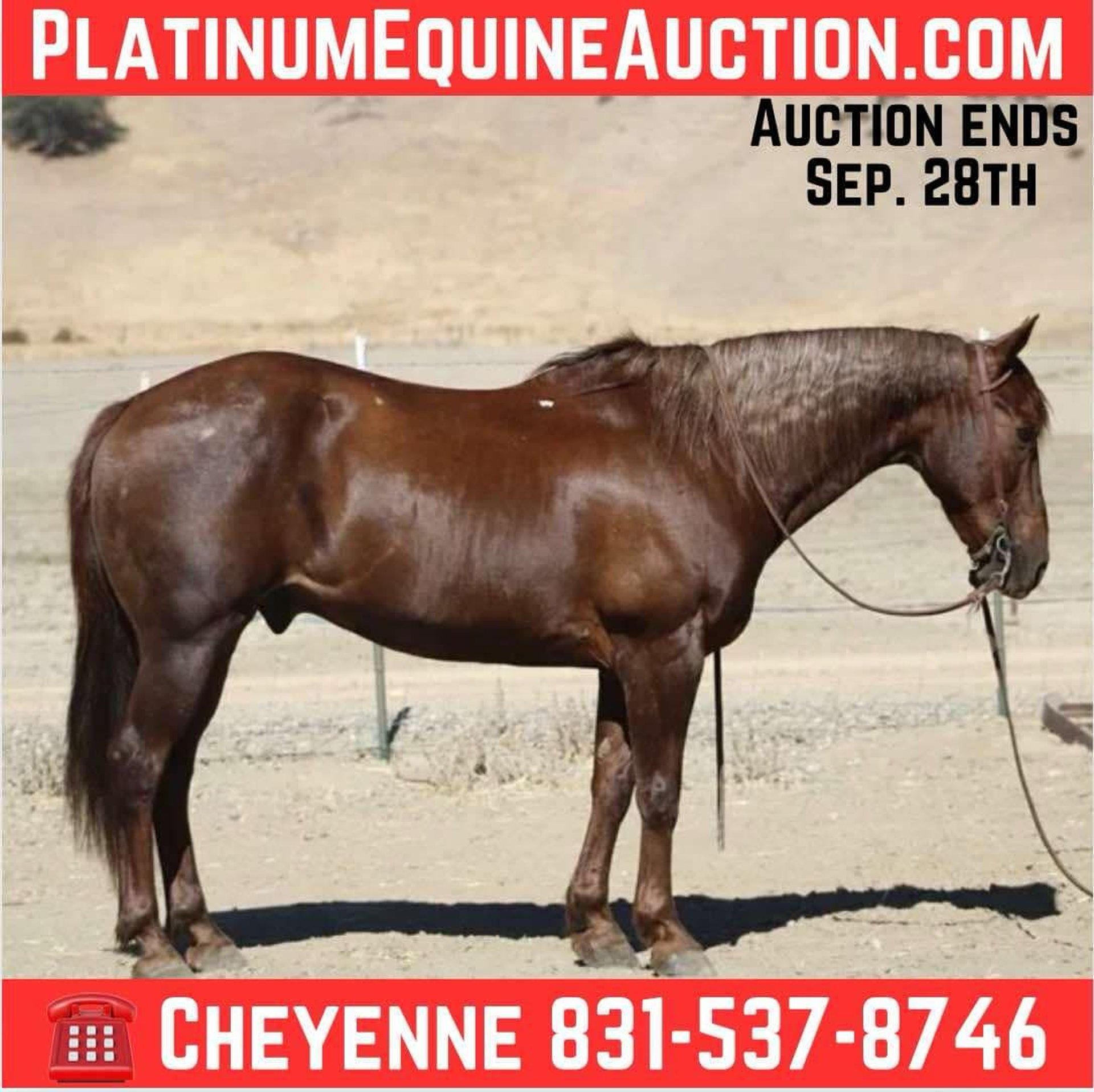 American Quarter Horse Wallach 13 Jahre Dunkelfuchs in Bitterwater CA