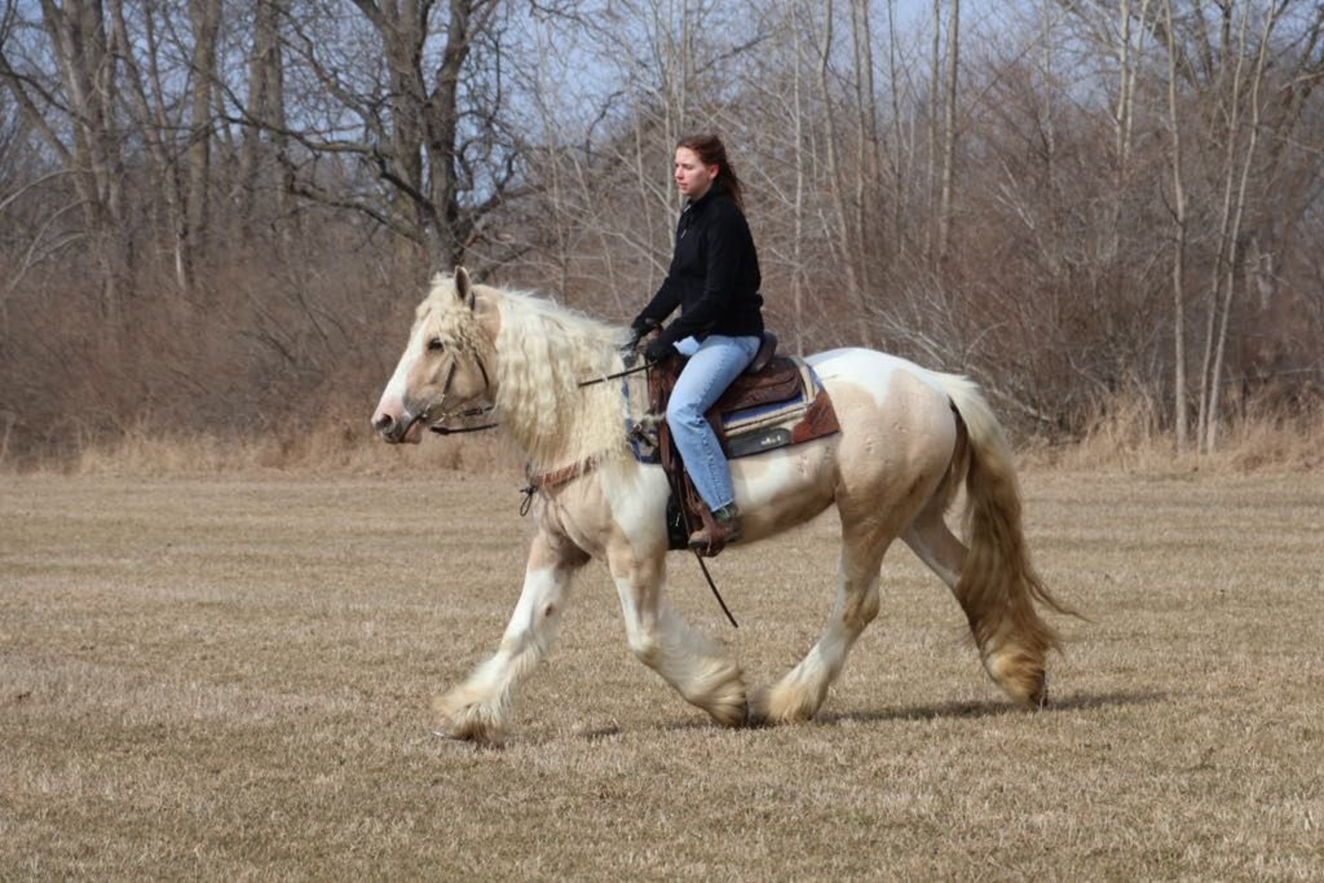 American Quarter Horse Gelding 12 years 14,2 hh Palomino in Bitterwater CA
