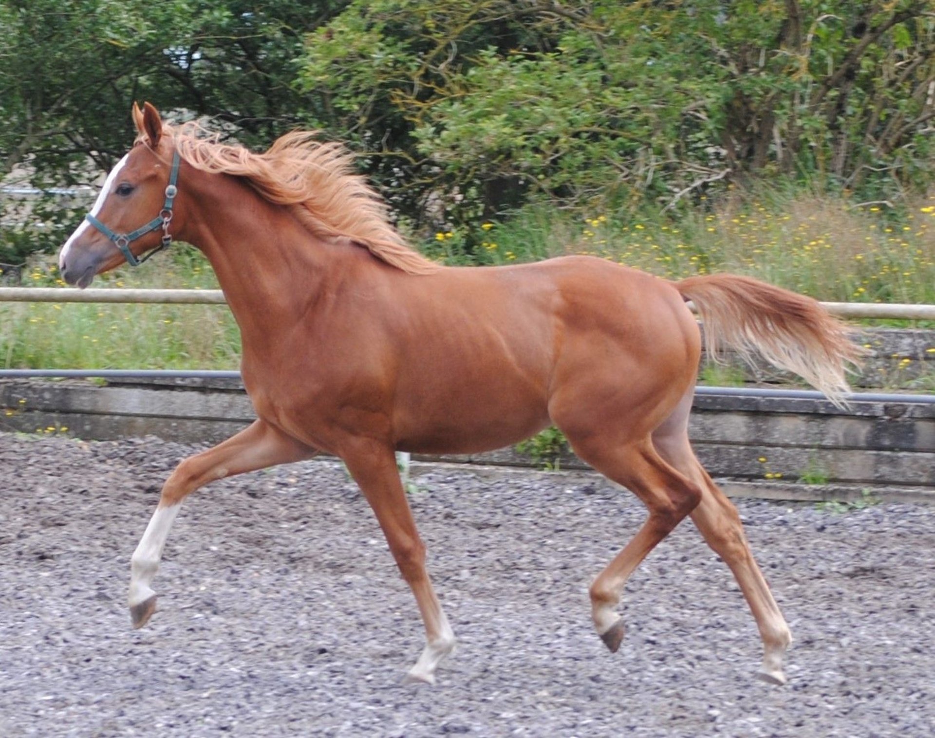Trakehner Gelding 2 years Chestnut-Red in Crivitz