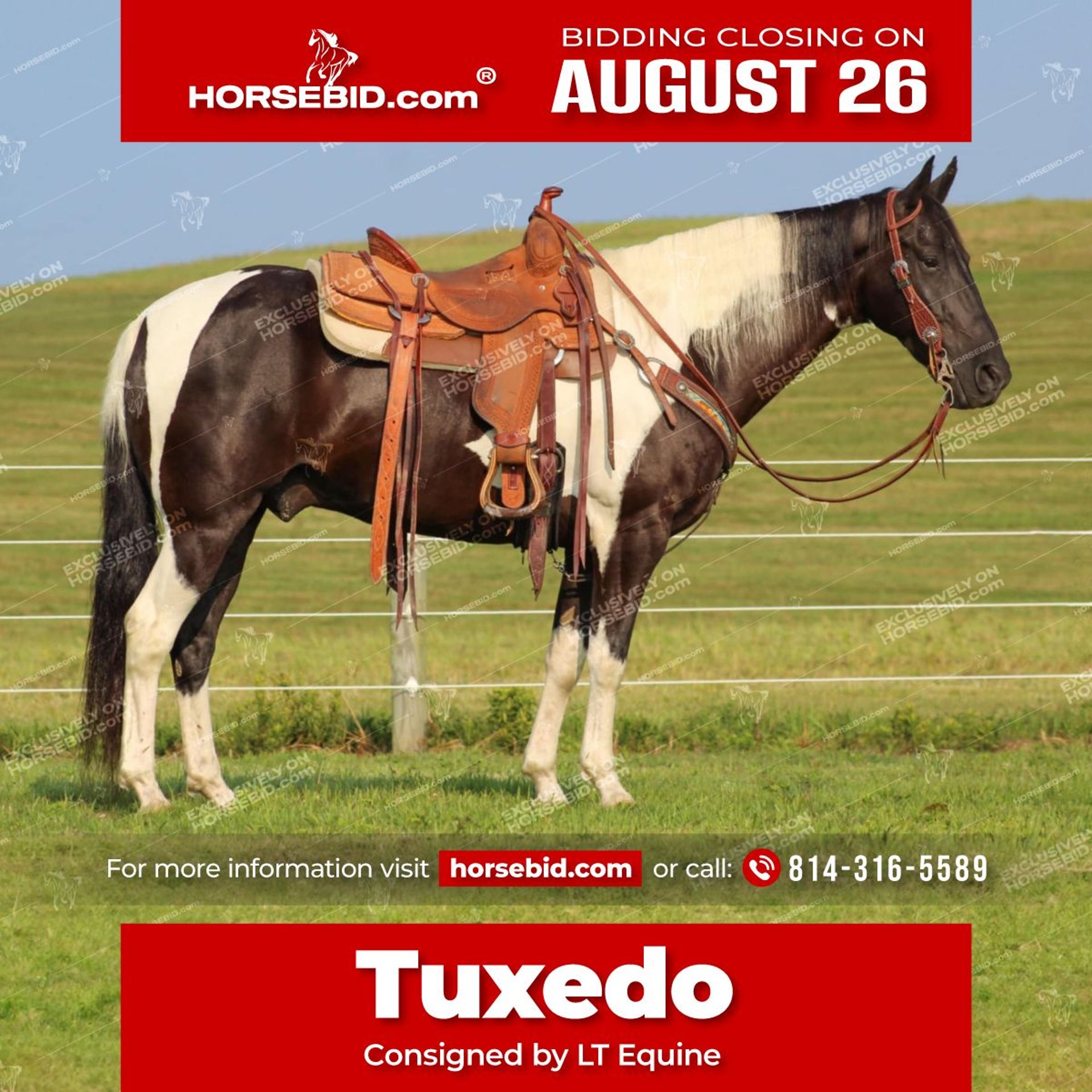 Spotted Saddle Horse Wallach 9 Jahre 155 cm Rappe in Shippenville