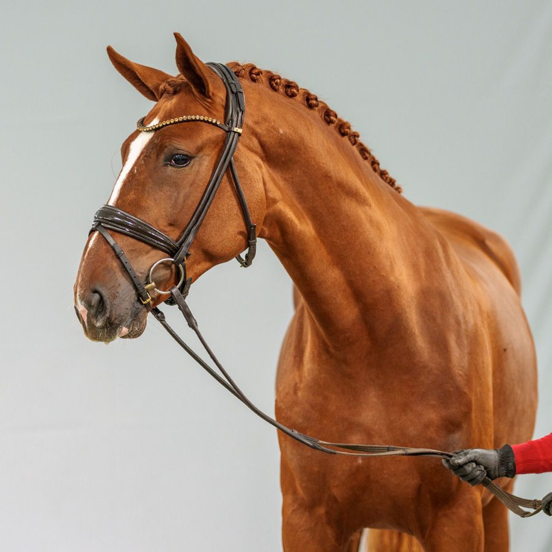 Belgian Warmblood Stallion 2 years Chestnut-Red in Münster-Handorf