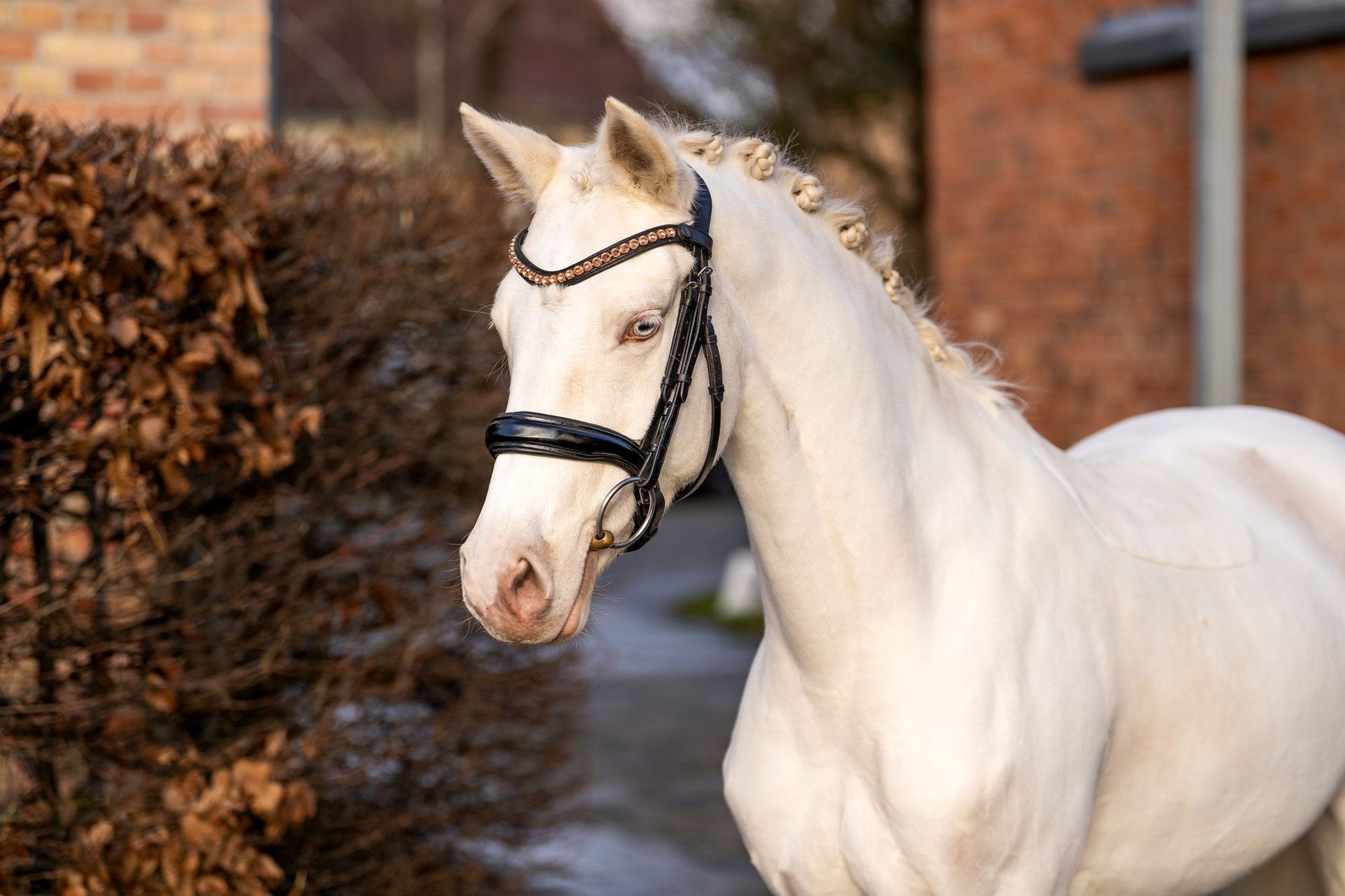 German Riding Pony Mare 6 years 14,1 hh Cremello in Berlin