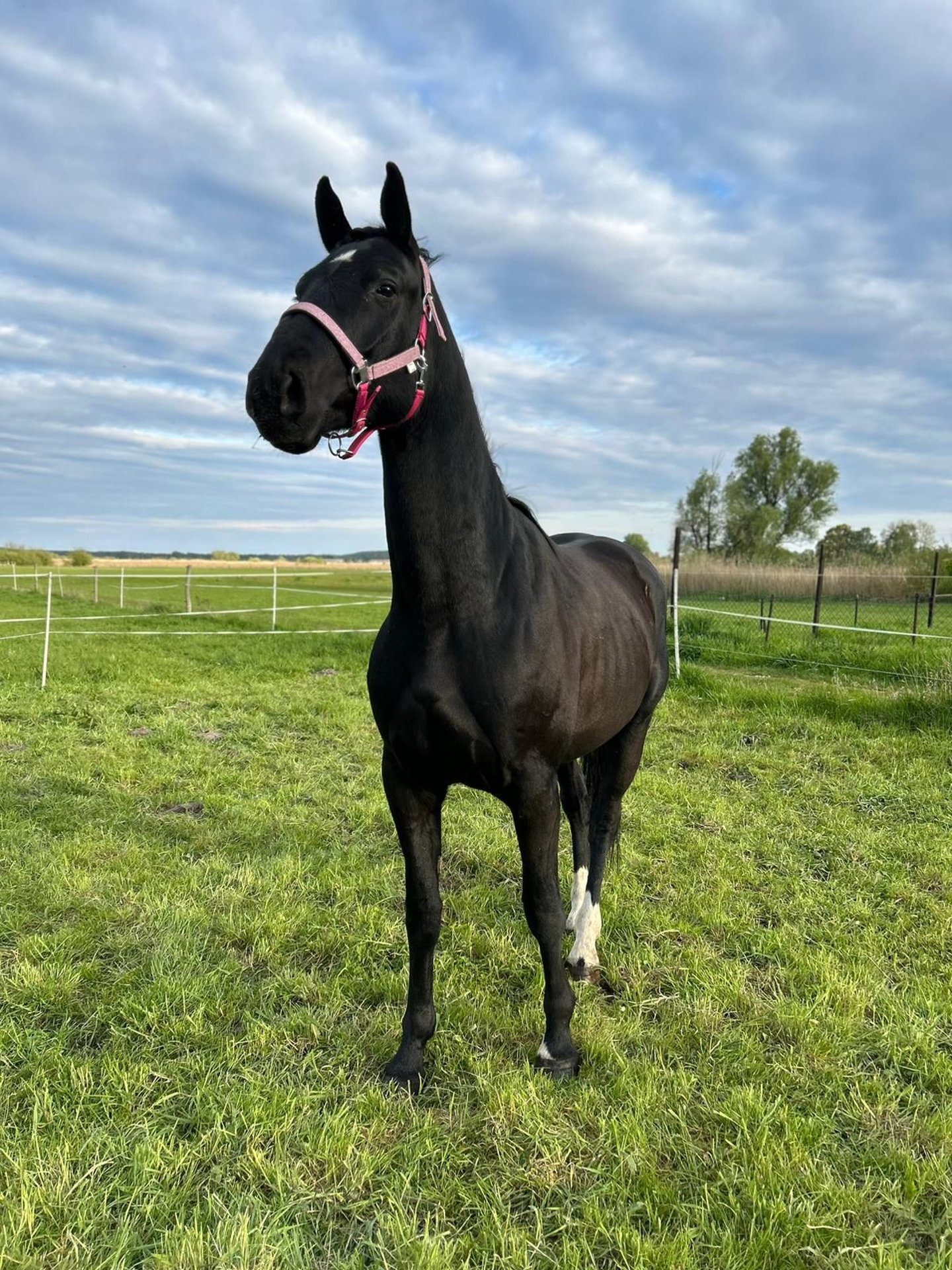 Oldenburg Gelding 3 years 16,1 hh Black in Havelsee