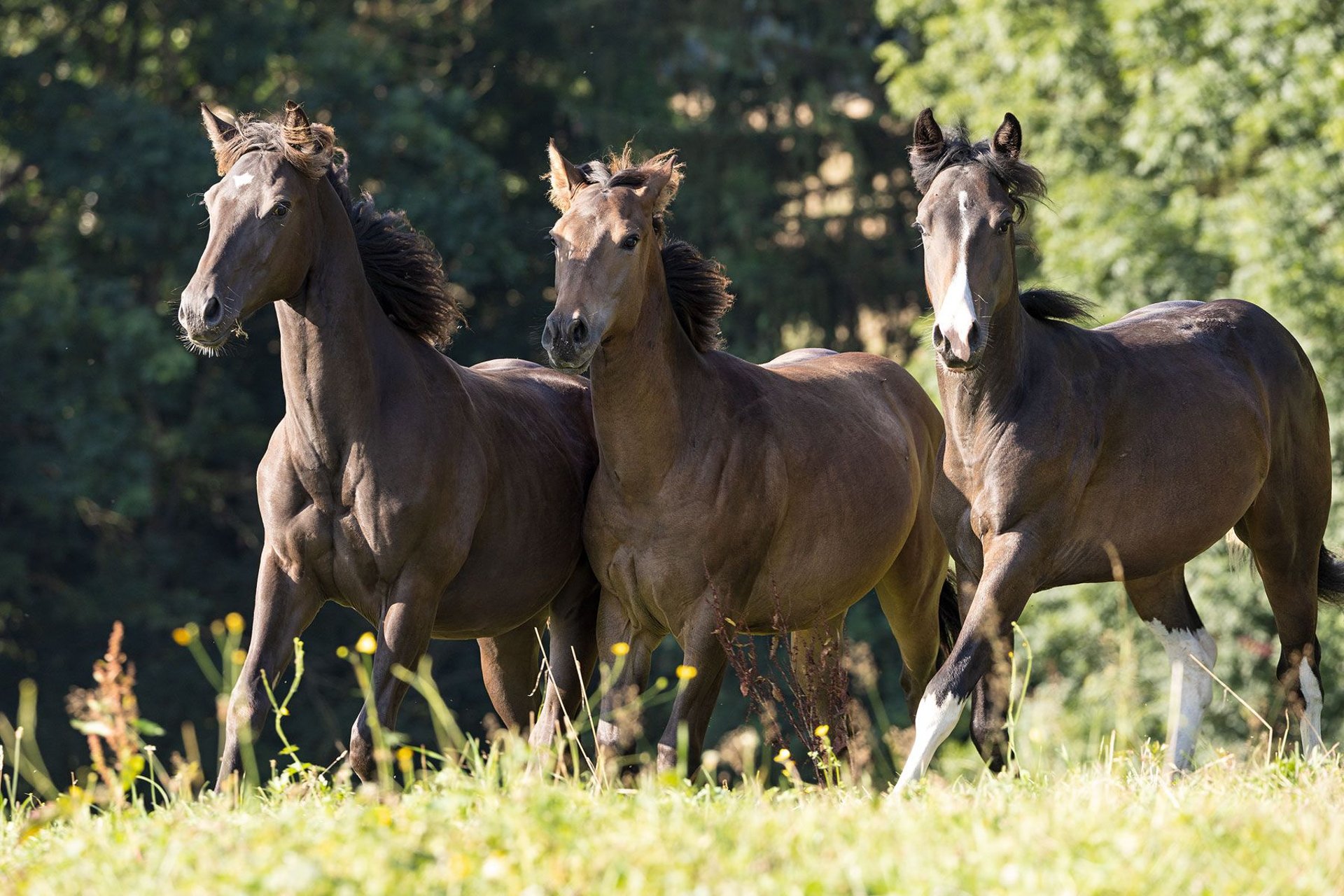 American Quarter Horse Stallion 2 years 14,3 hh Buckskin in Nördlingen