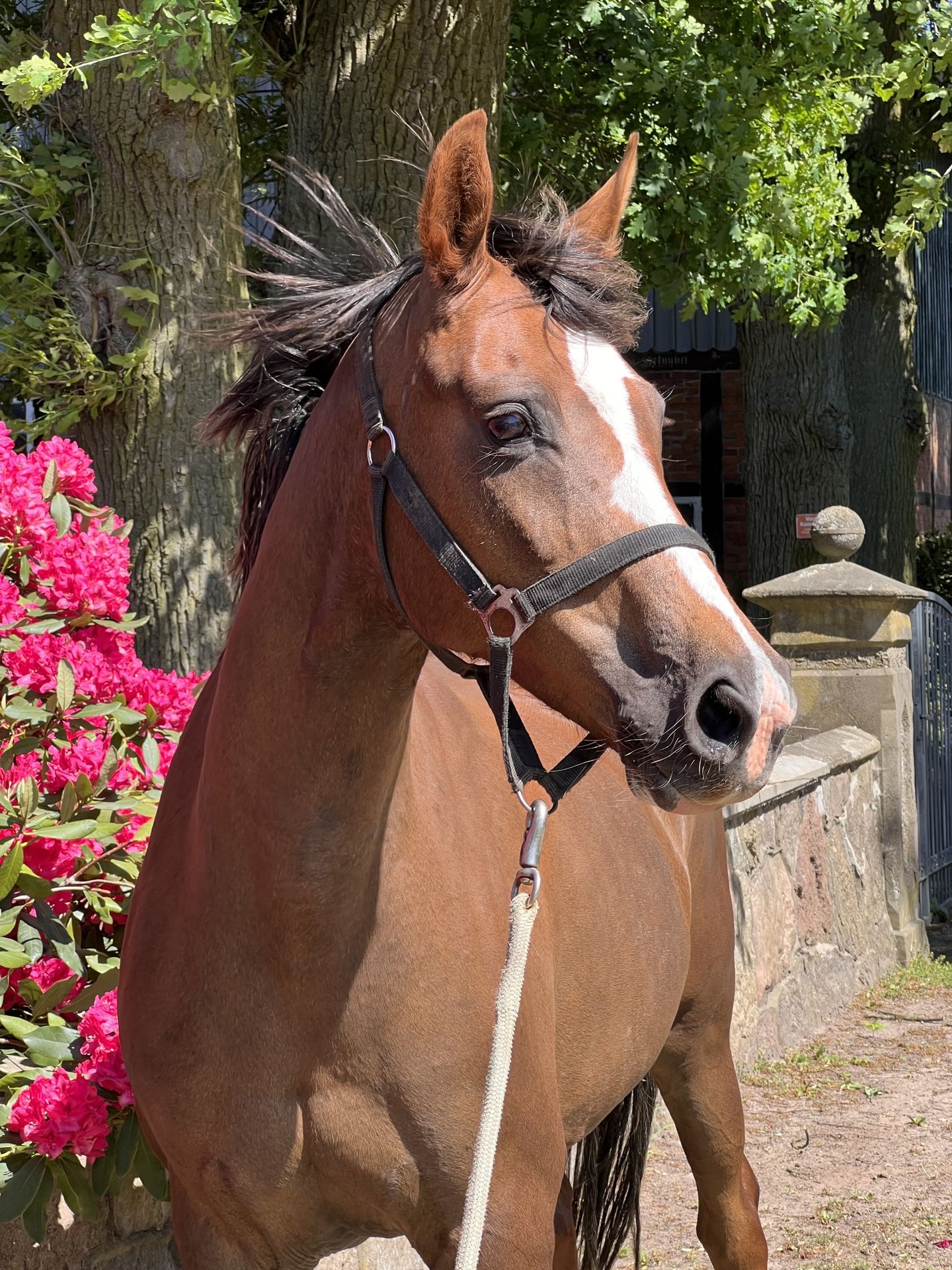 Oldenburg Mare 9 years Chestnut in Dahlenburg