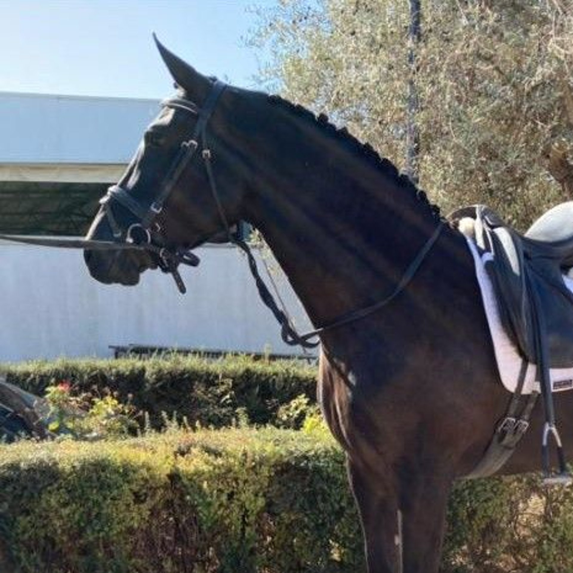 PRE Mix Stute 8 Jahre 160 cm Rappe in Sevilla