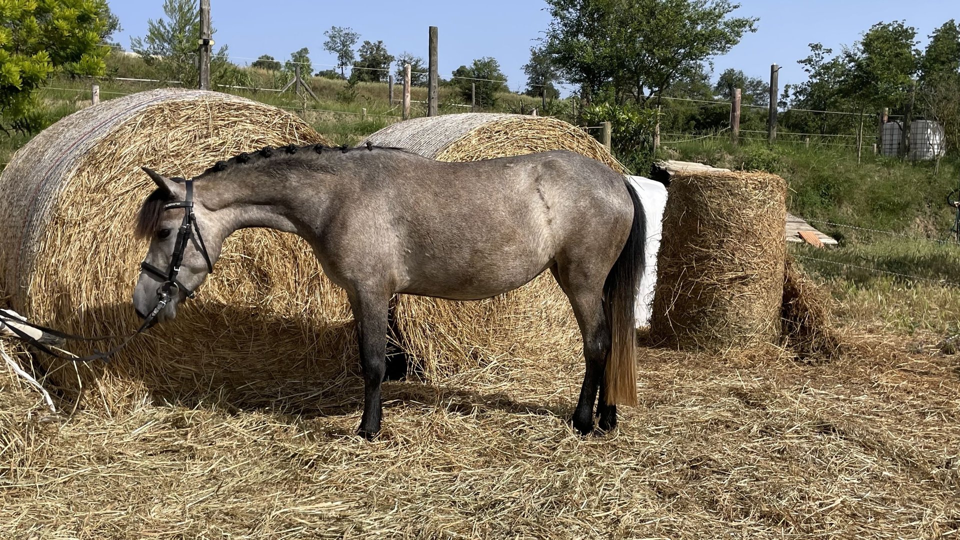 Classic Pony Stute 4 Jahre 125 cm Apfelschimmel in La Bisbal D'Emporda