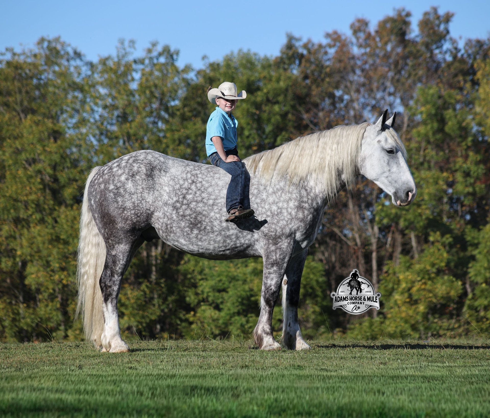 Percheron Ruin 5 Jaar 170 cm Appelschimmel in Mount Vernon