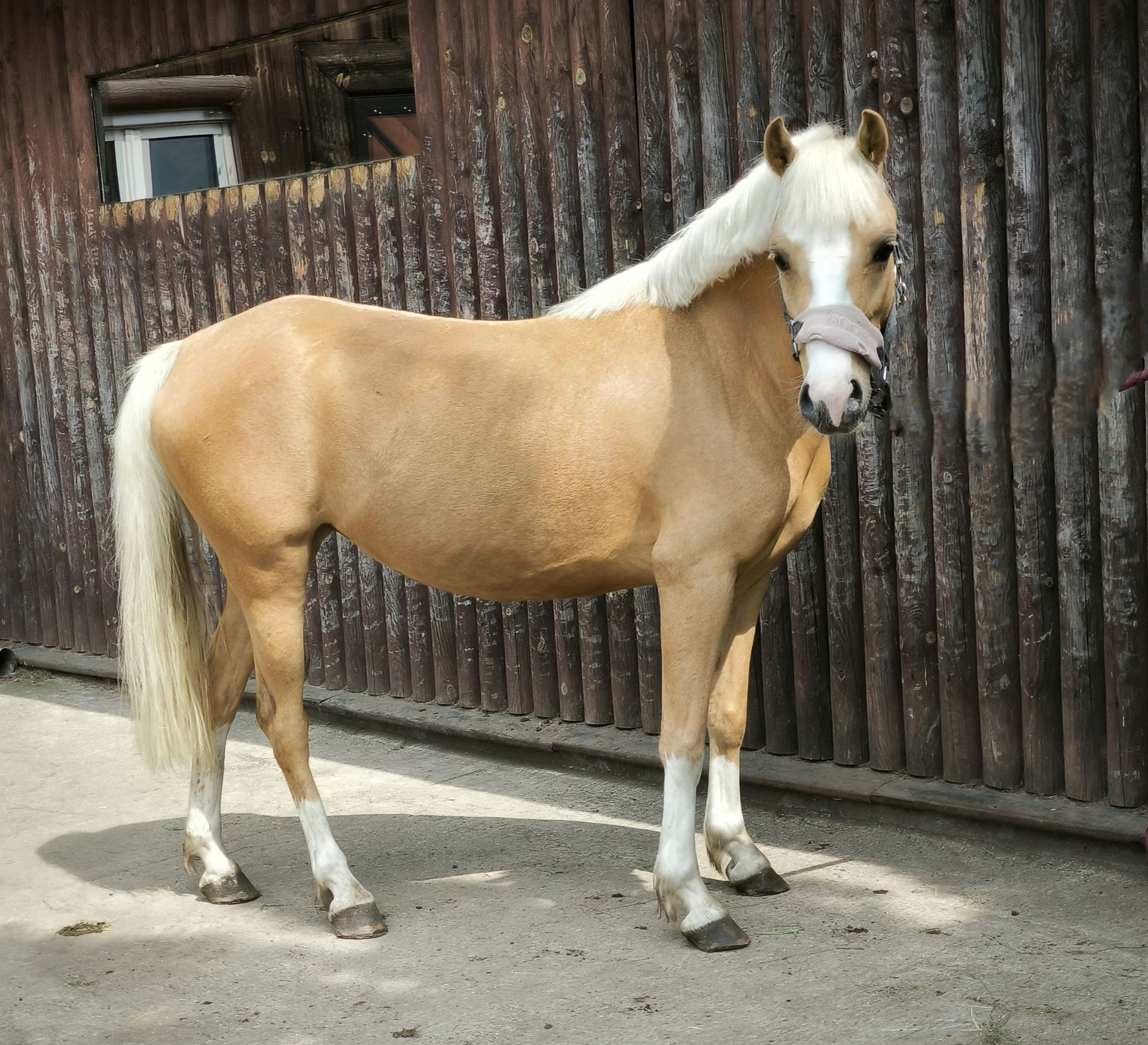 Welsh-B Stute 7 Jahre Palomino in Zawada