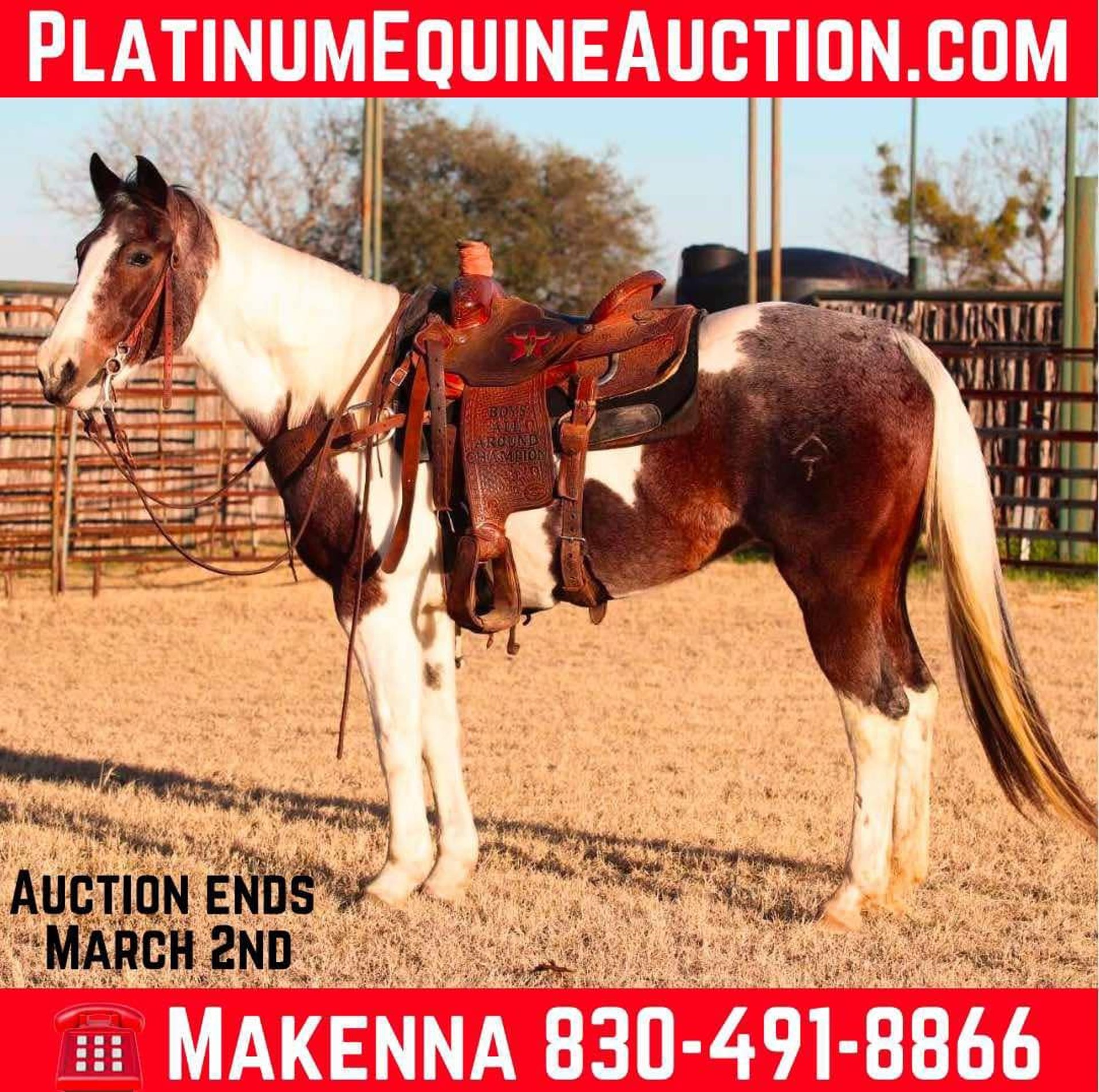 American Quarter Horse Gelding 13 years 15,1 hh Tobiano-all-colors in ...