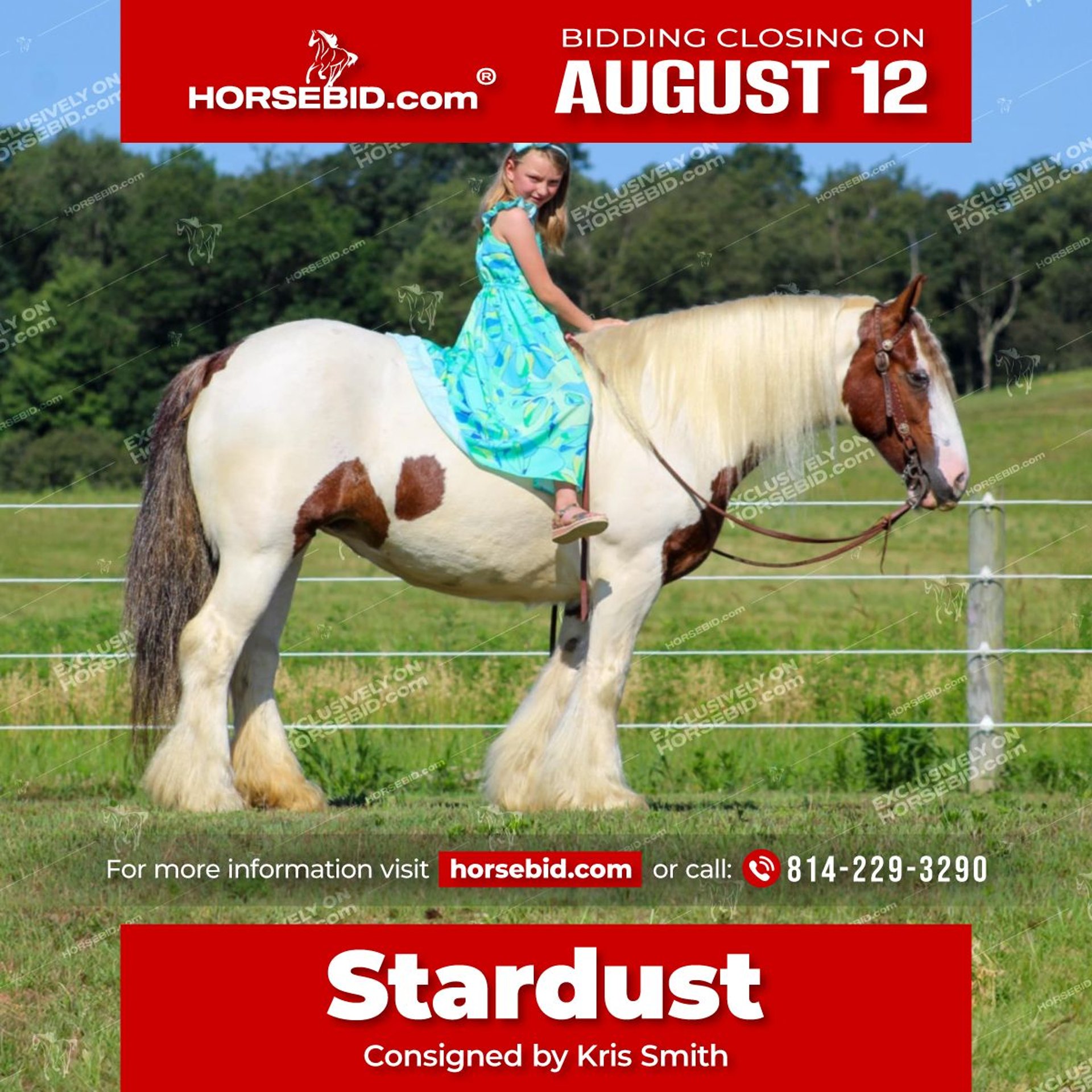 Tinker Merrie 5 Jaar 150 cm Gevlekt-paard in Clarion, PA