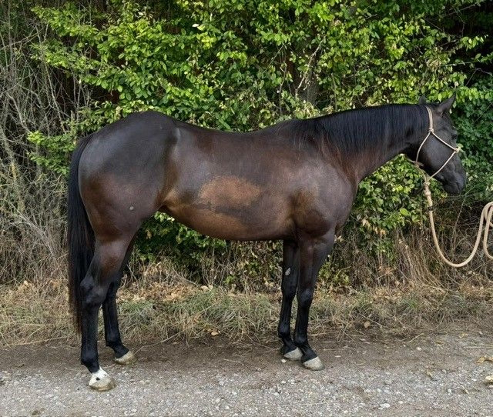American Quarter Horse Mare 3 years 14,1 hh Black in Alterkülz