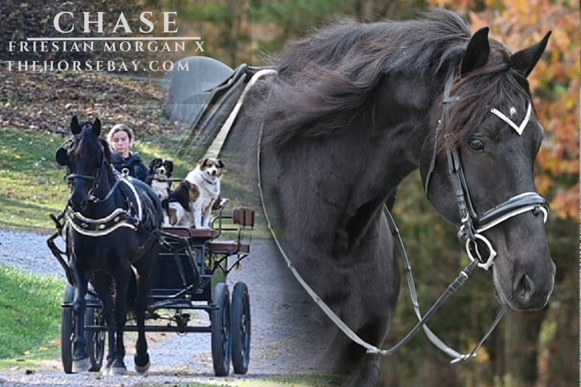 Friesian horses Mix Gelding 7 years 16 hh Black in Millersburg, OH