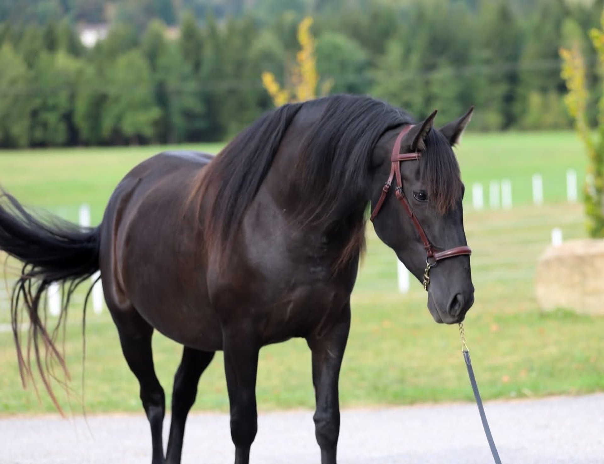 PRE Mix Stute 5 Jahre 162 cm Rappe in Freidorf
