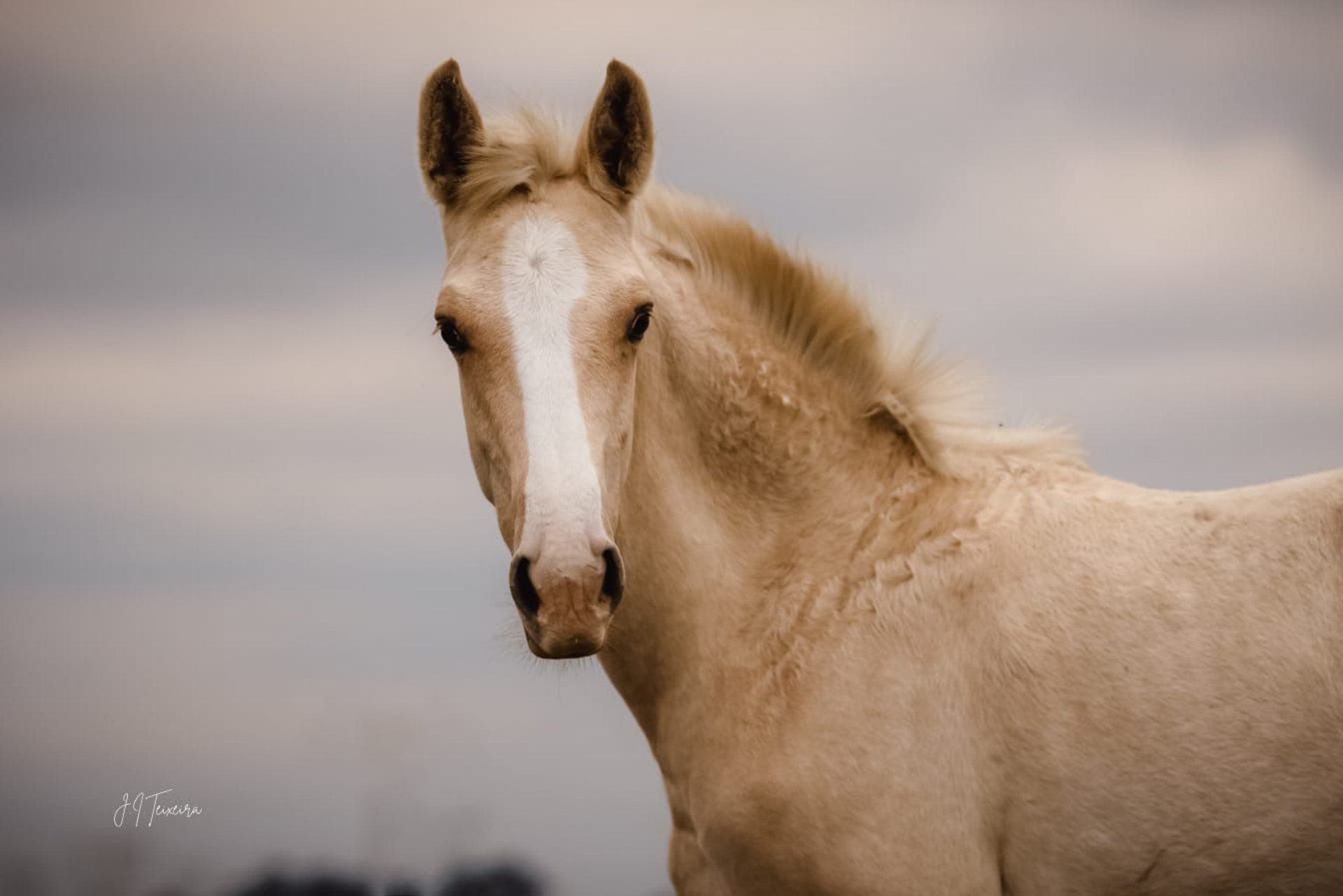 Lusitano Hengst veulen (04/2024) 165 cm Palomino in Rio Major