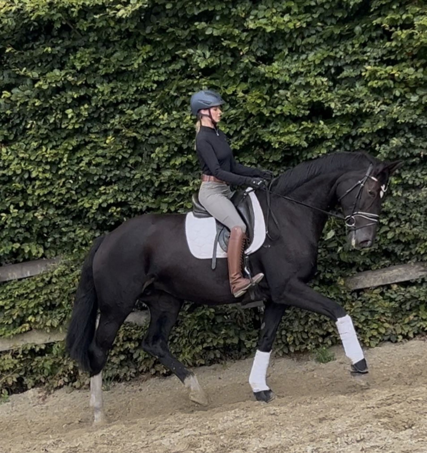 German Riding Horse Mare 10 years 17,1 hh Smoky-Black in Warendorf