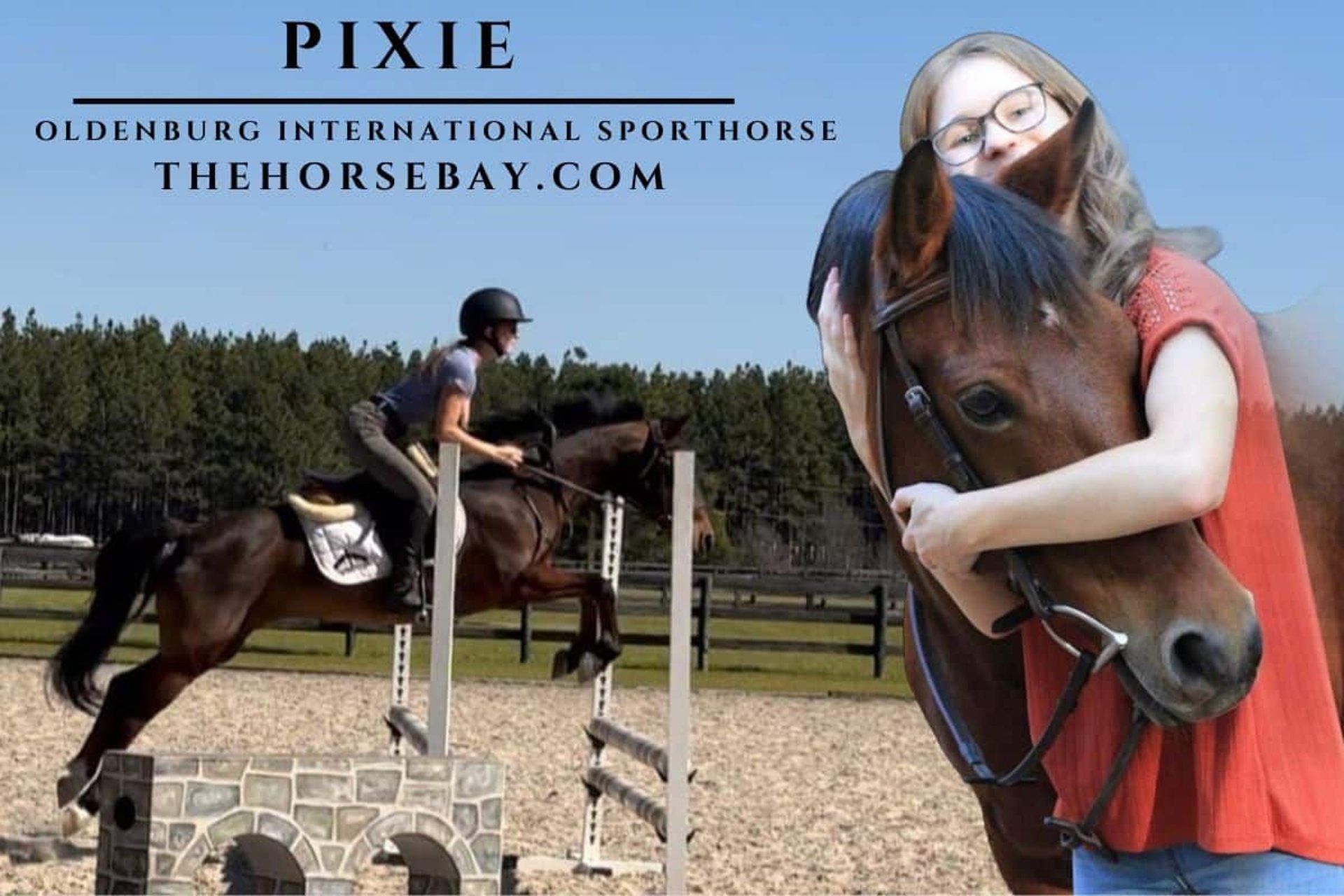 Oldenburg Mare 17 years Bay in Hoffman, NC