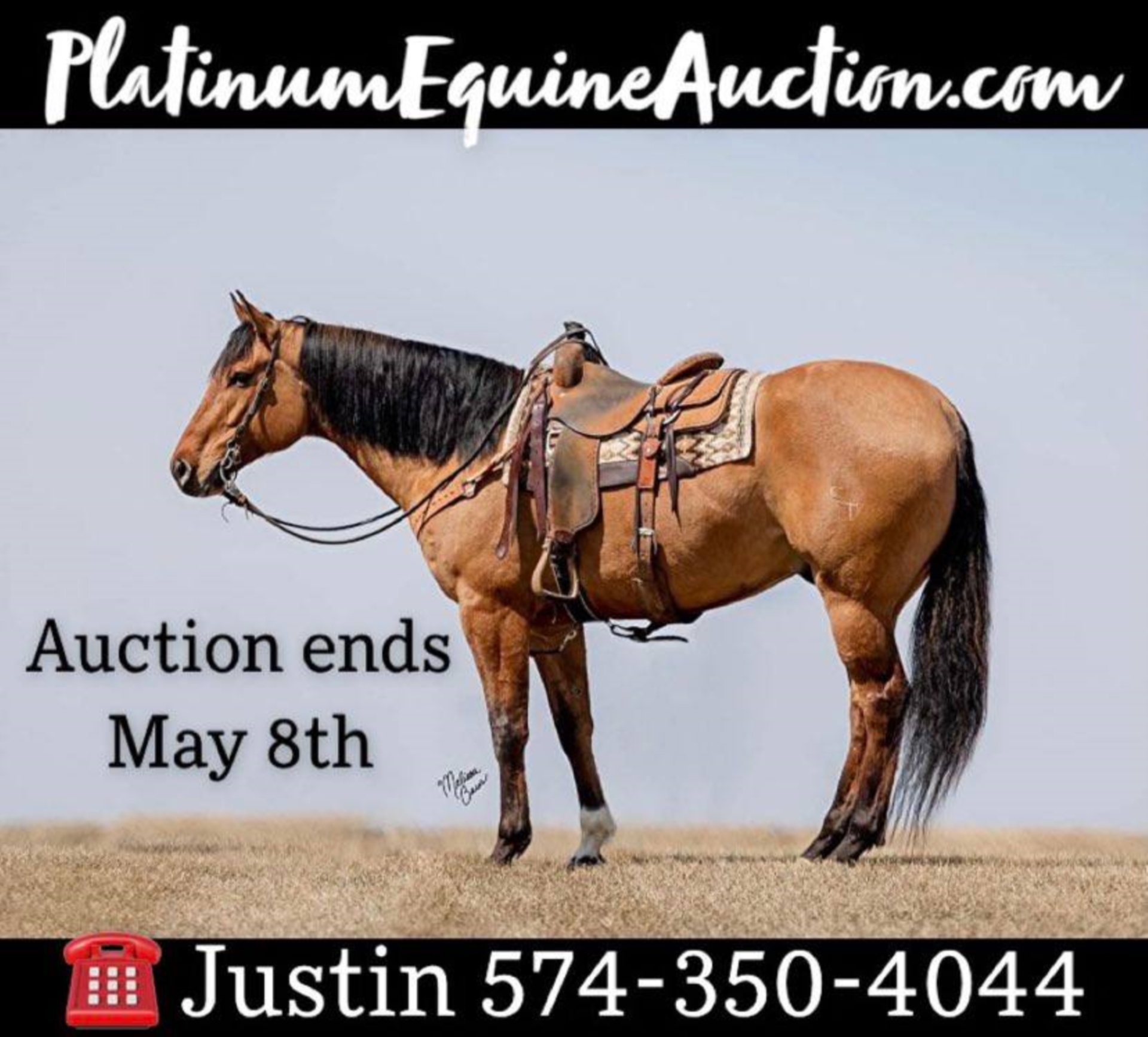 American Quarter Horse Gelding 11 years 16 hh Tobiano-all-colors in ...