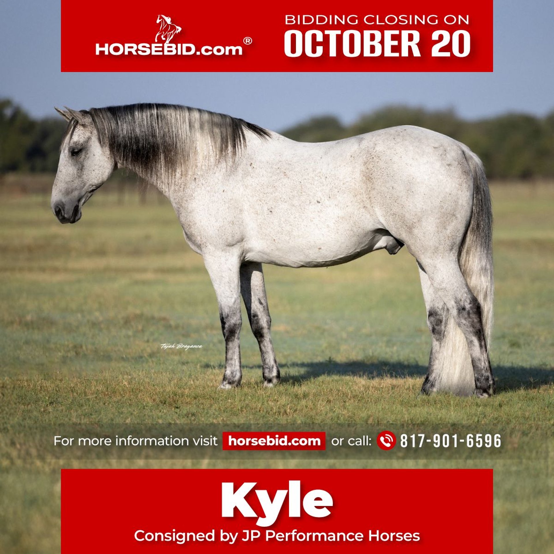 Draft Horse Mix Gelding 14 years 15,3 hh Grey in Weatherford