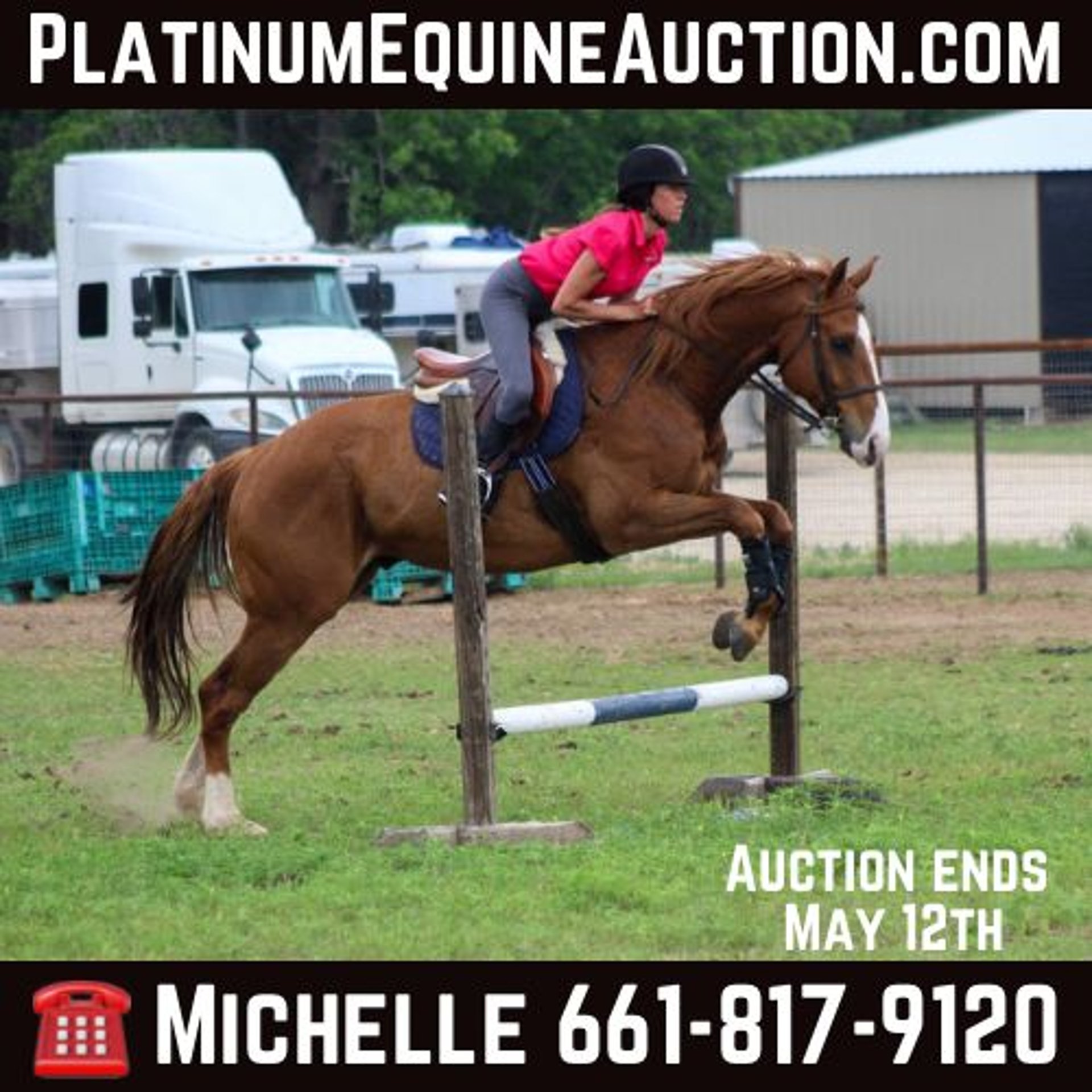 American Quarter Horse Gelding 6 years 16,2 hh Sorrel in Stephenville TX