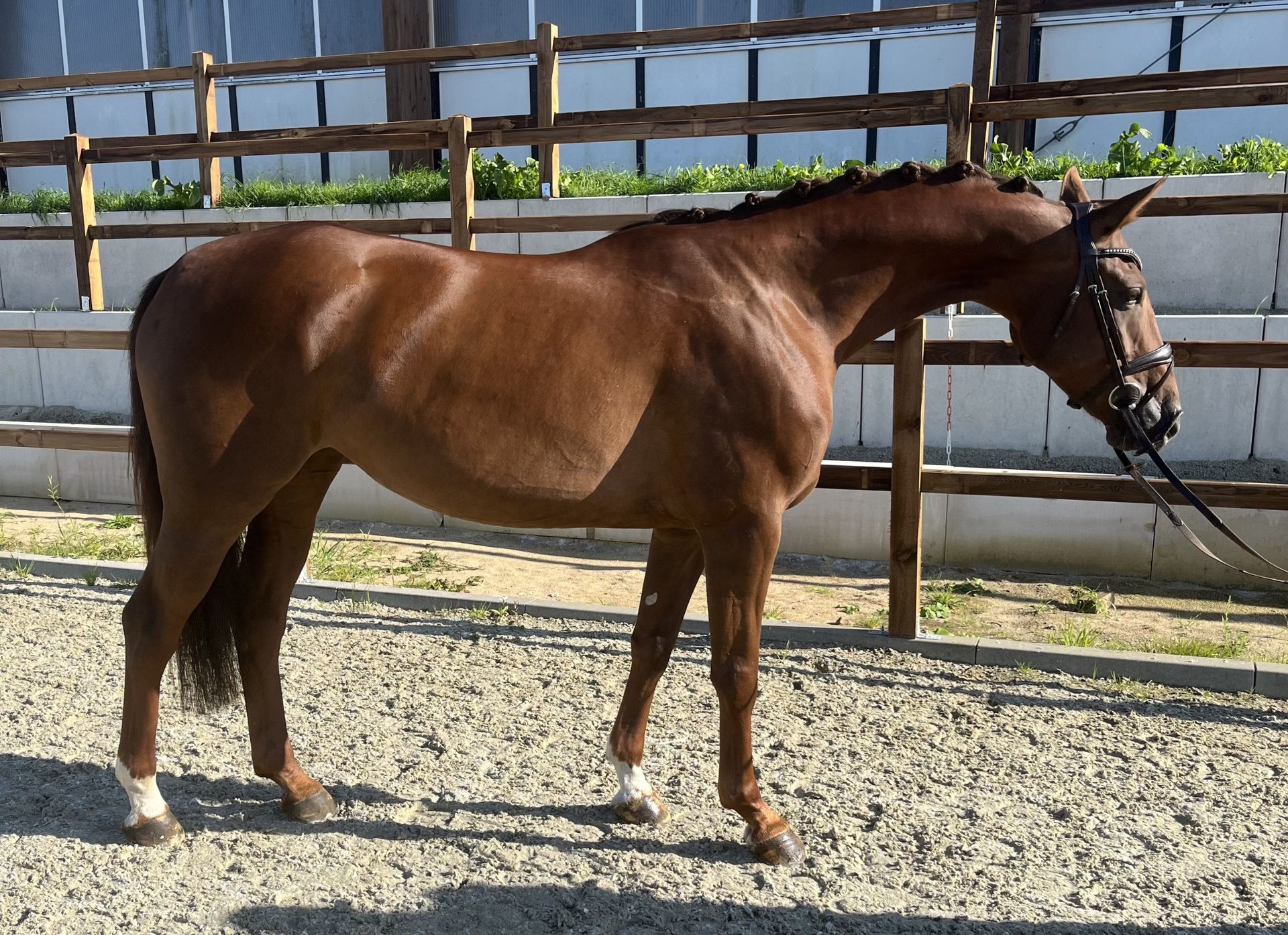 Deutsches Sportpferd Stute 5 Jahre 165 cm Dunkelfuchs in Braunschweig