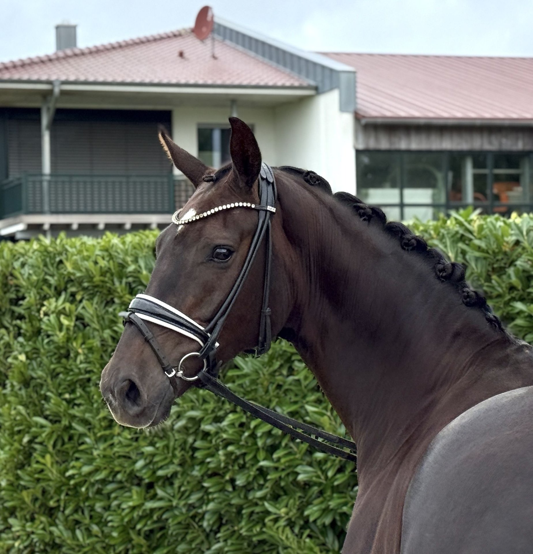 Hanoverian Mare 6 years 16 hh Chestnut in Visbek