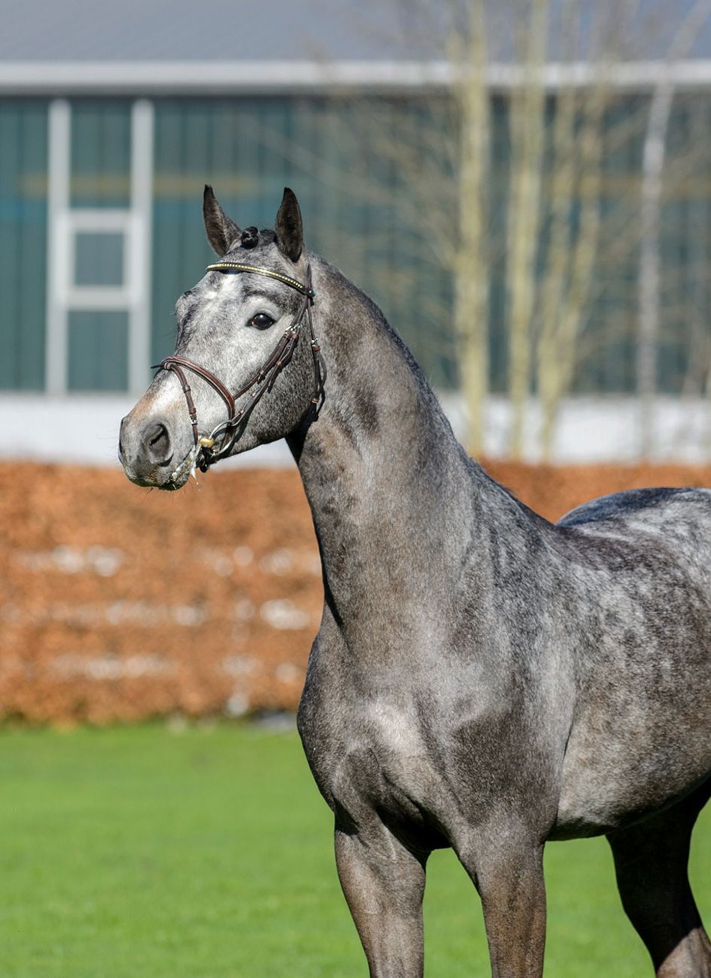 Sella Italiano Stallone Grigio in Hörstel