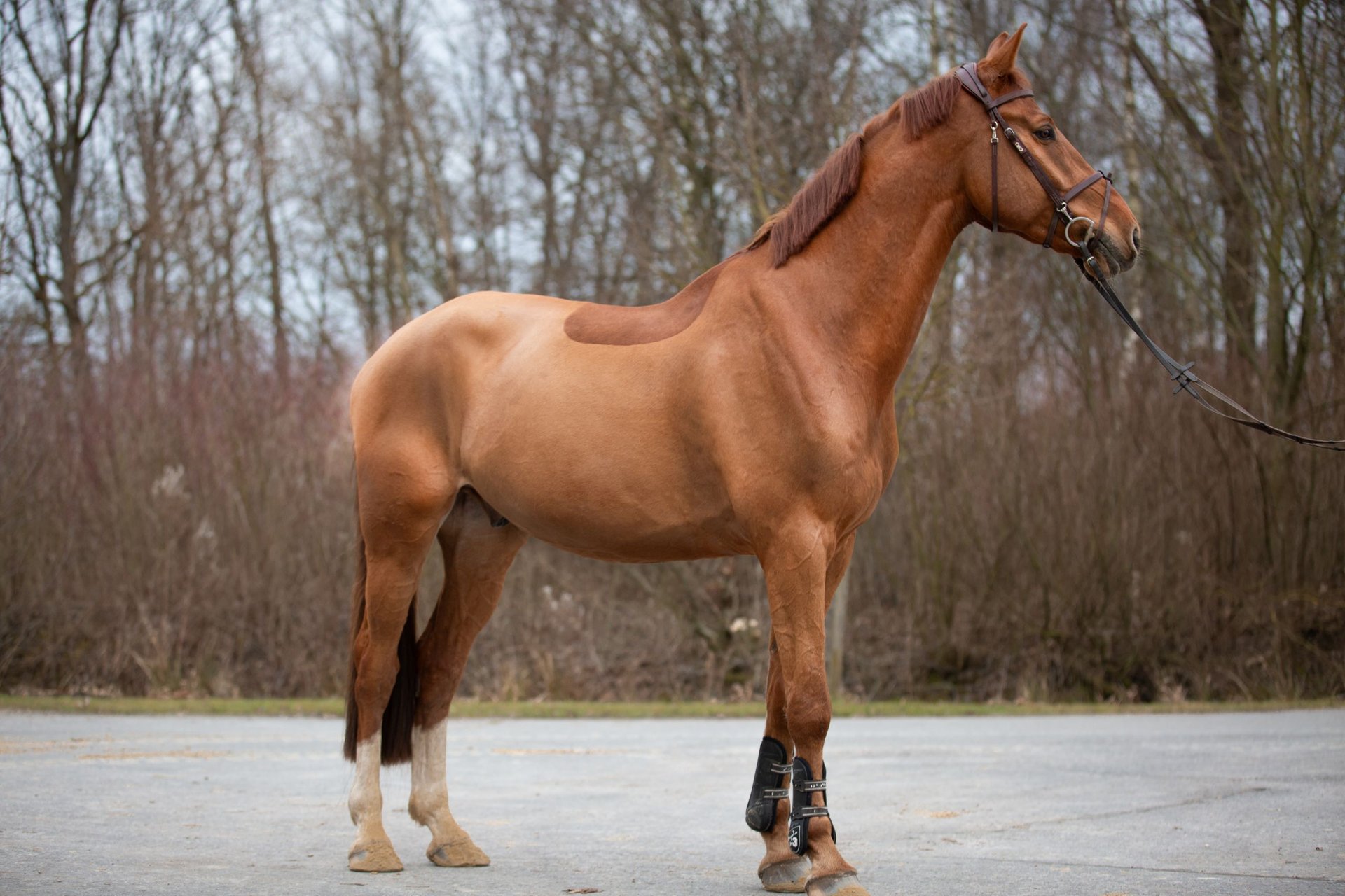 Oldenburger Springpferd Wallach 6 Jahre 178 cm Fuchs in Paderborn